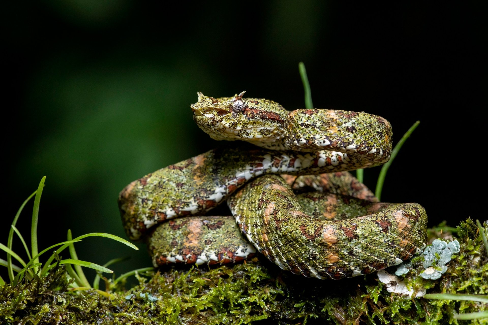 Download Eyelash Viper Reptile Snake Animal Viper HD Wallpaper