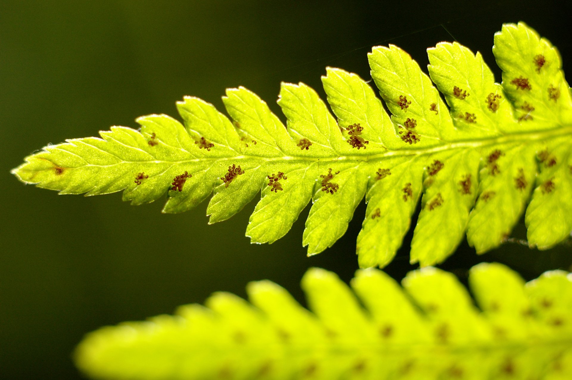 Download Nature Fern HD Wallpaper