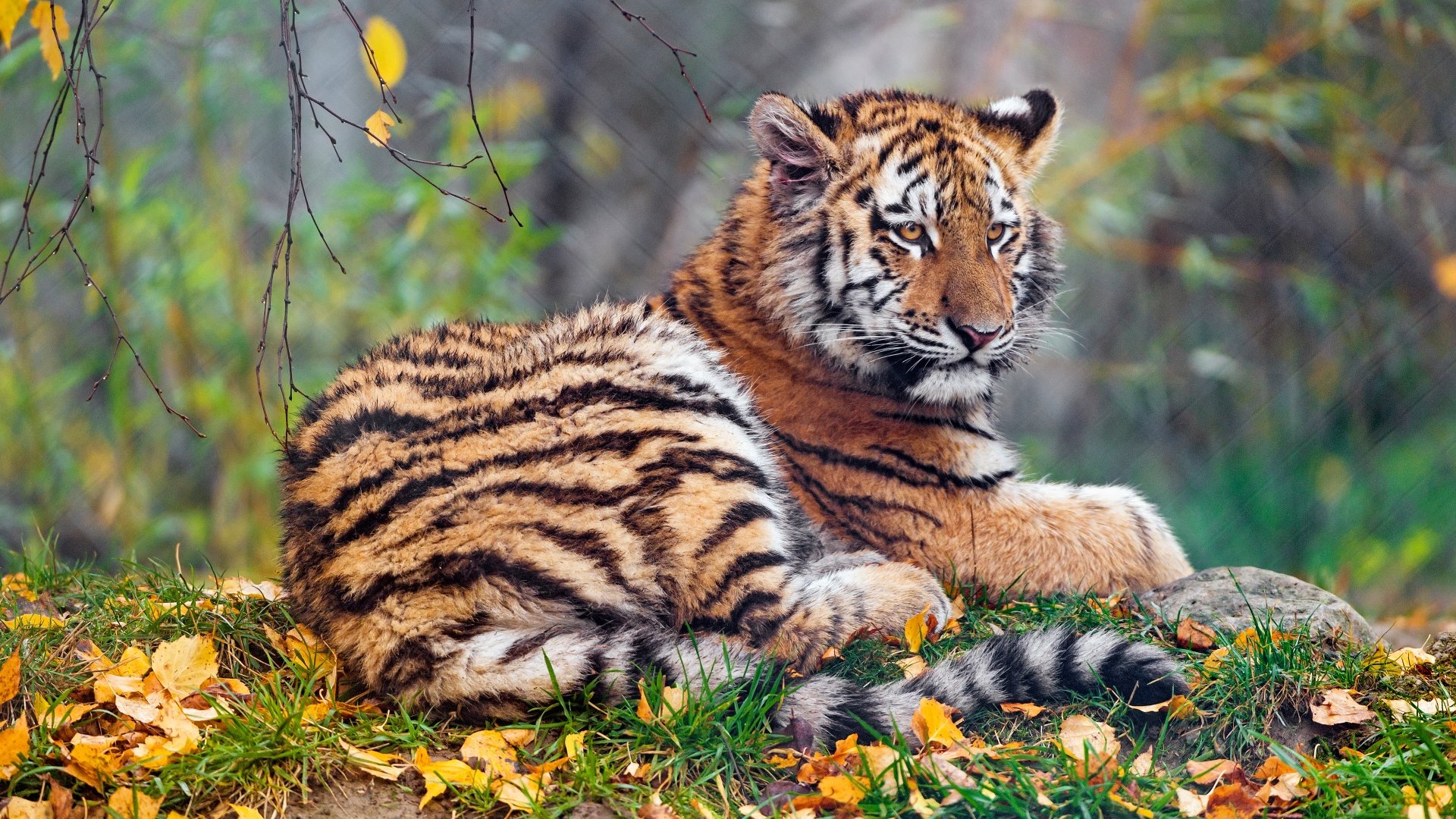 4K Ultra HD Tiger Cub Wallpaper — Autumn Forest Cub | 3840x2160 ...