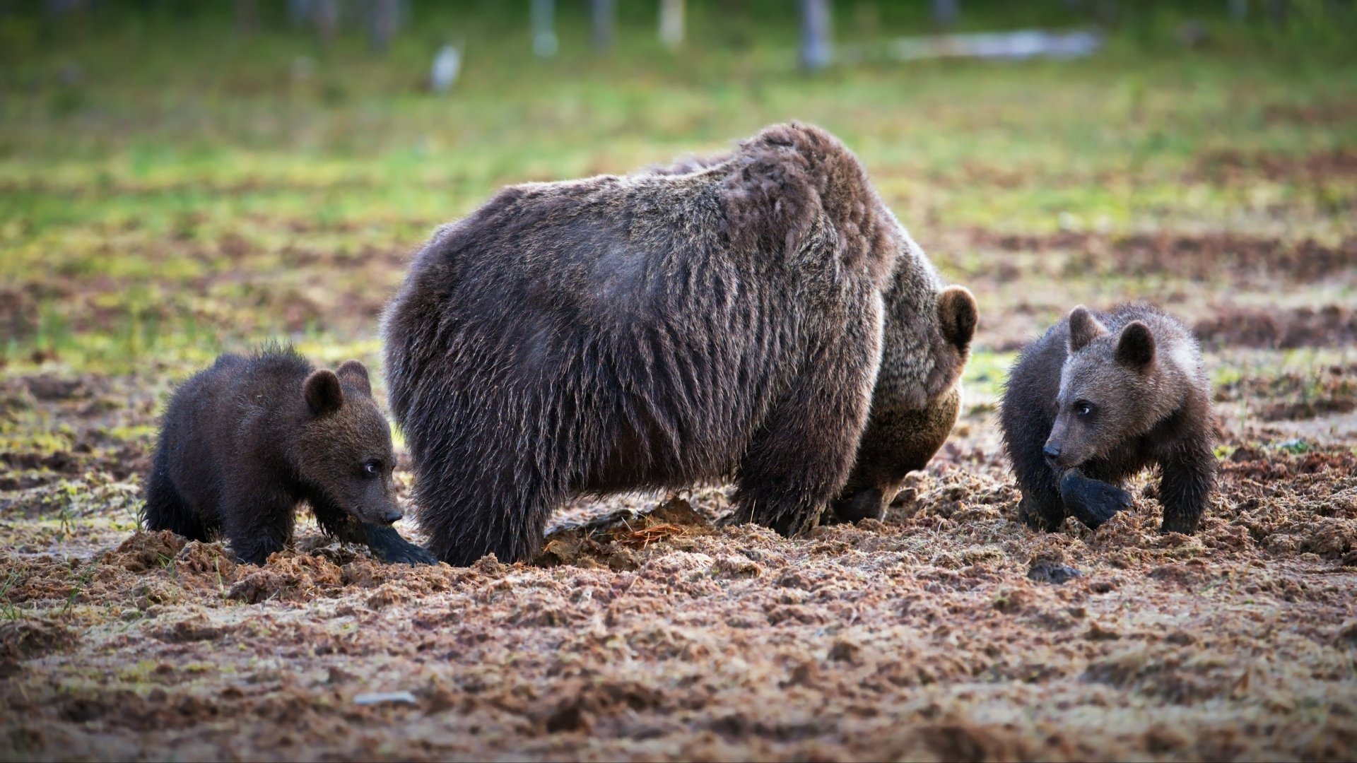 Download Baby Animal Cub Animal Bear HD Wallpaper