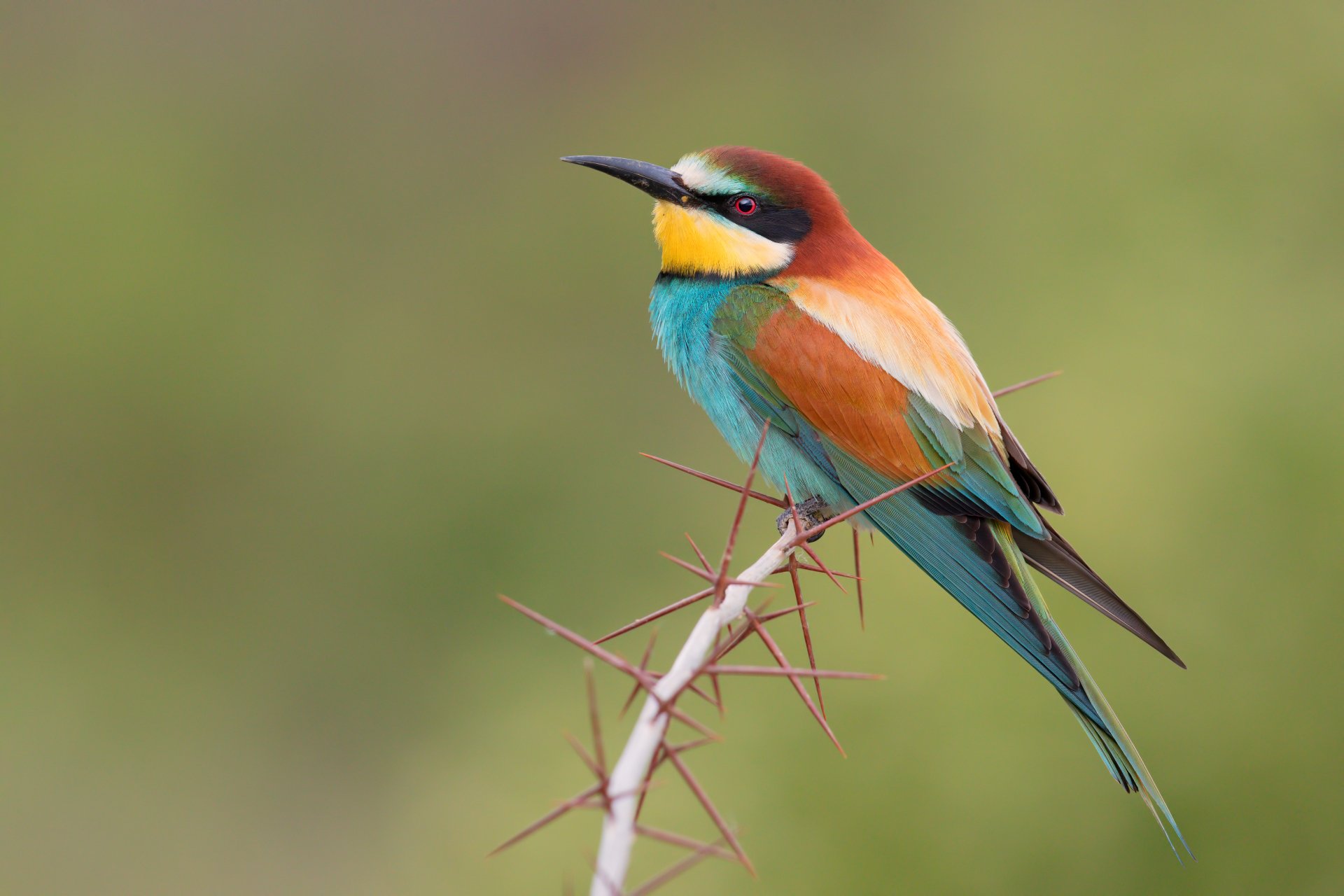 Download Bird Animal Bee-eater 4k Ultra HD Wallpaper
