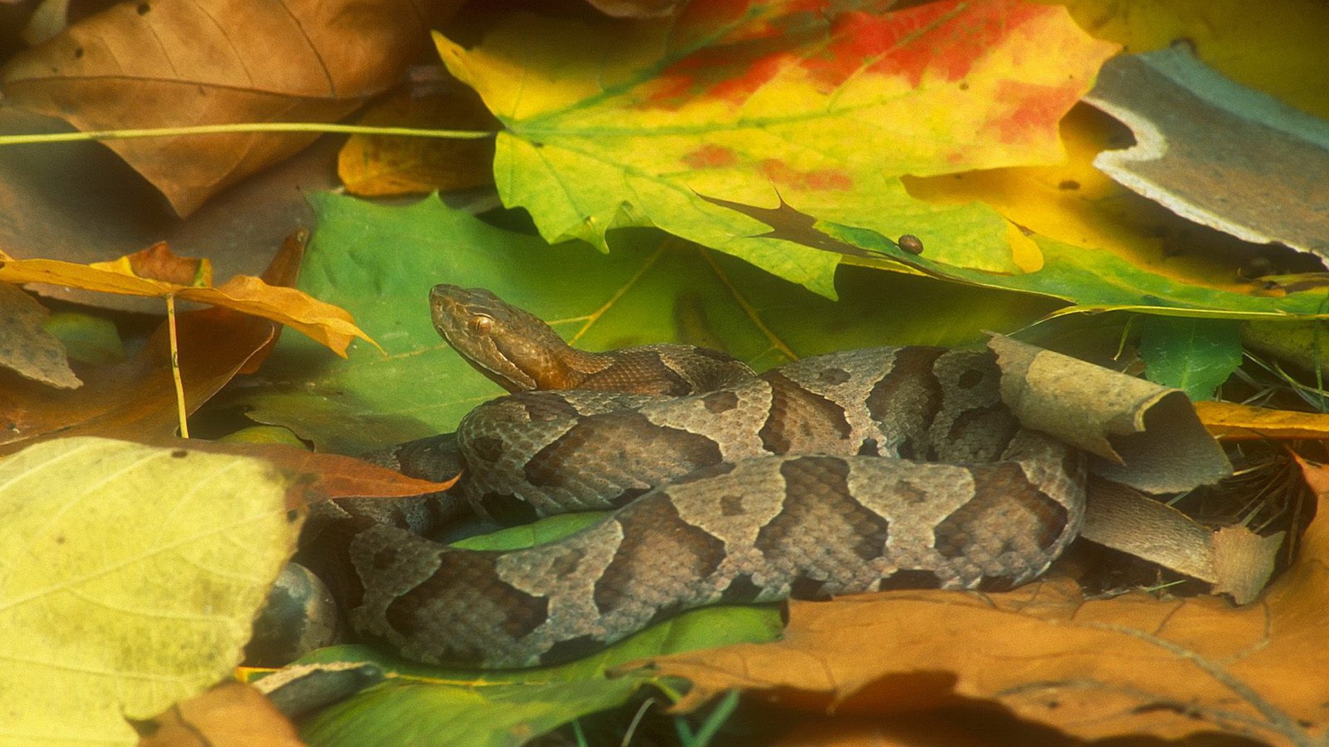 Viper in Autumn Leaves – HD Reptile Wallpaper | 1920x1080 | Wallpaper Abyss