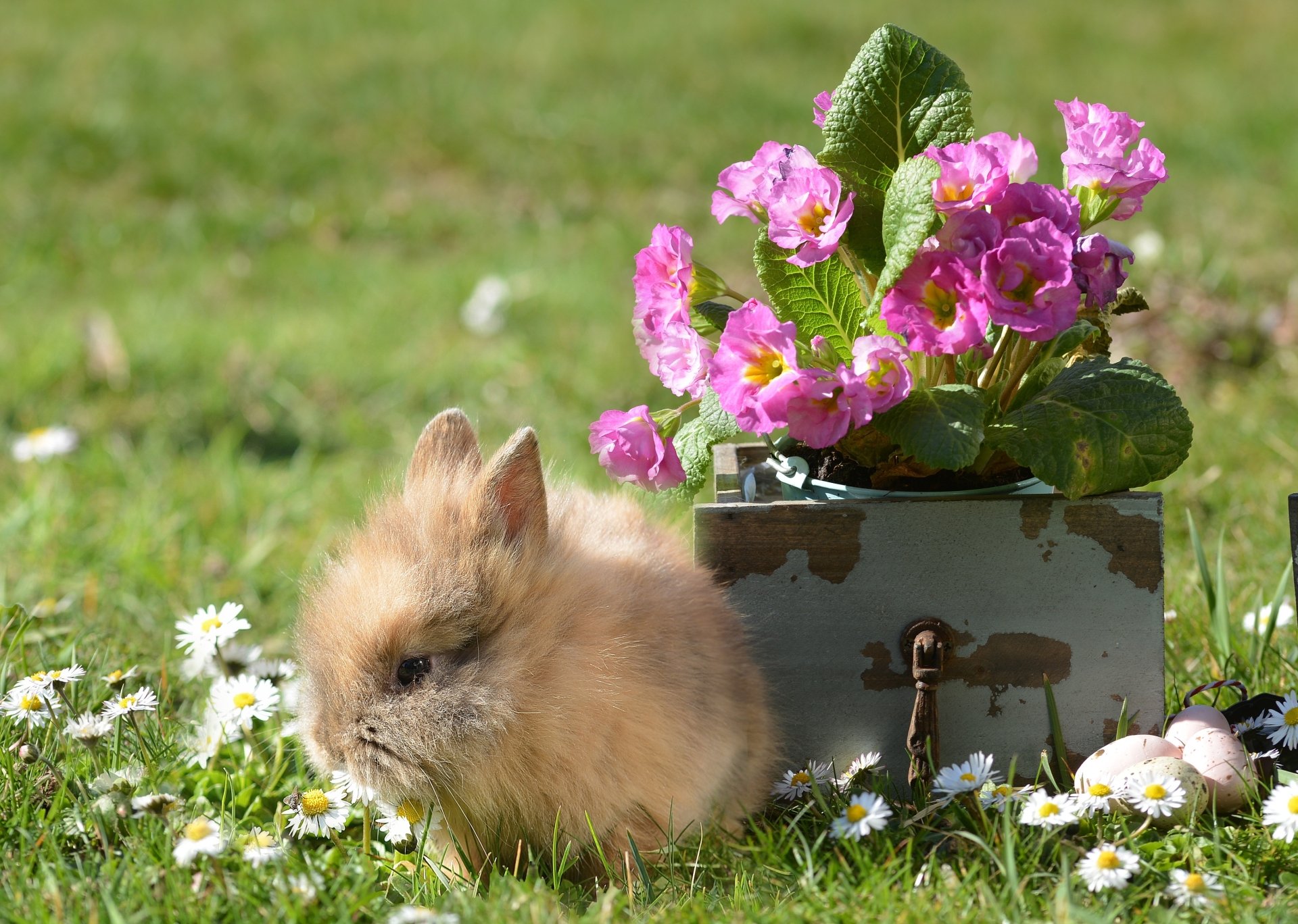 Download Flower Baby Animal Animal Rabbit 4k Ultra HD Wallpaper
