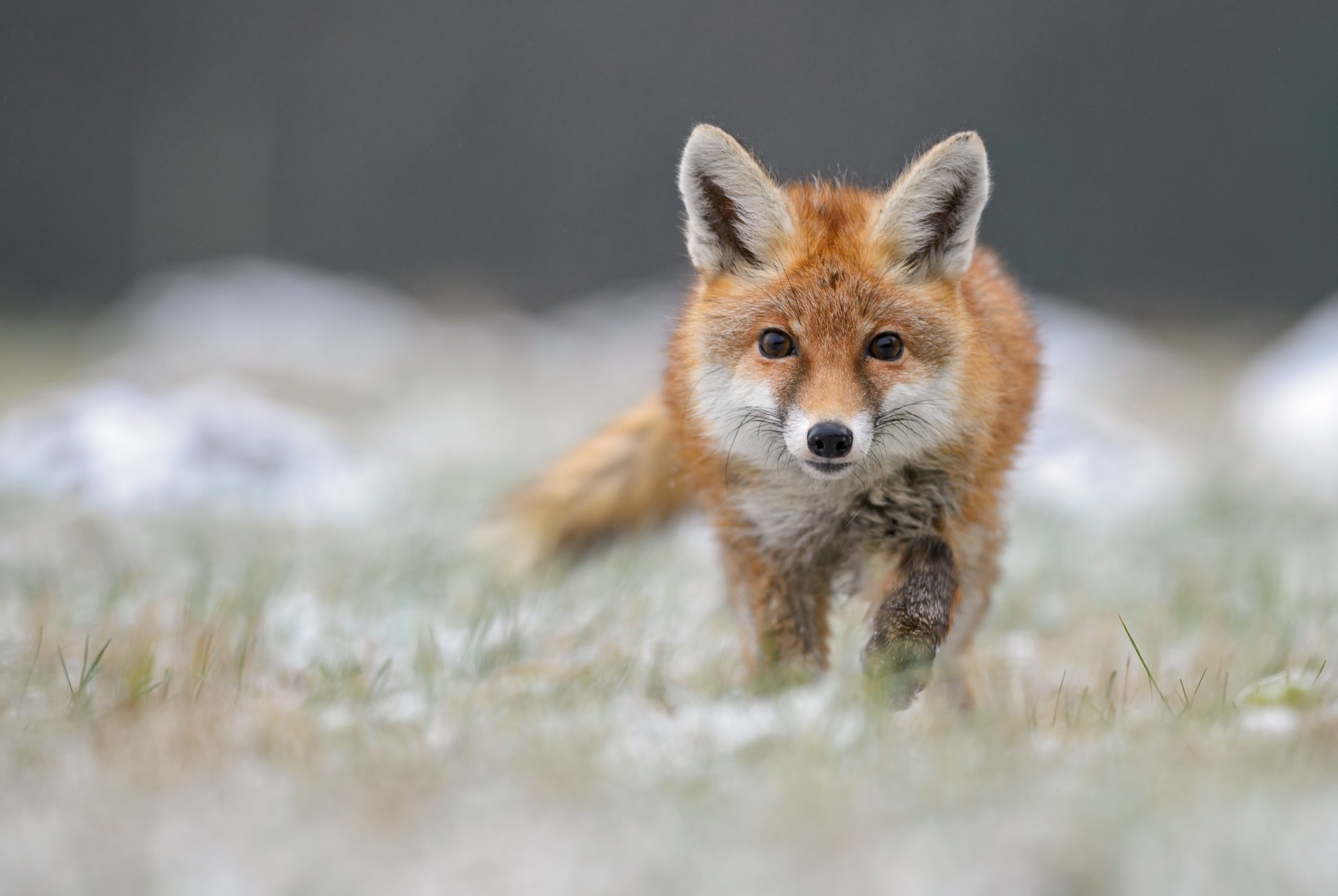Download Animal Fox 8k Ultra HD Wallpaper