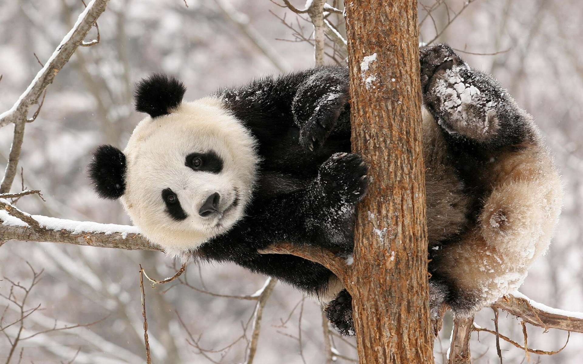 Majestic Panda in Snowy Forest - HD Wildlife Wallpaper | 1920x1200 ...