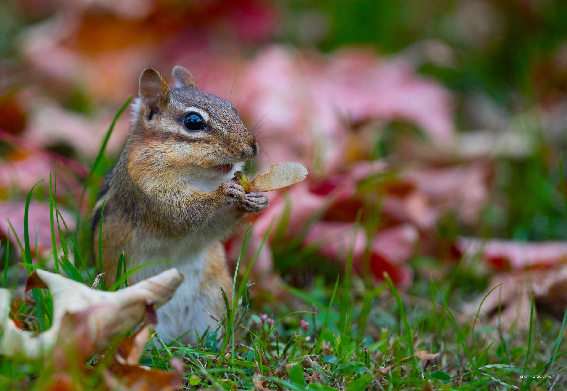 Download Rodent Animal Chipmunk HD Wallpaper