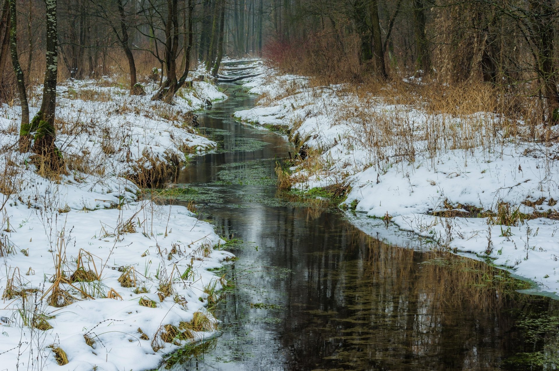 Download Snow Stream Nature Forest Winter HD Wallpaper