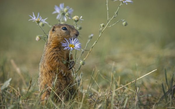 [20+] Marmot Wallpapers