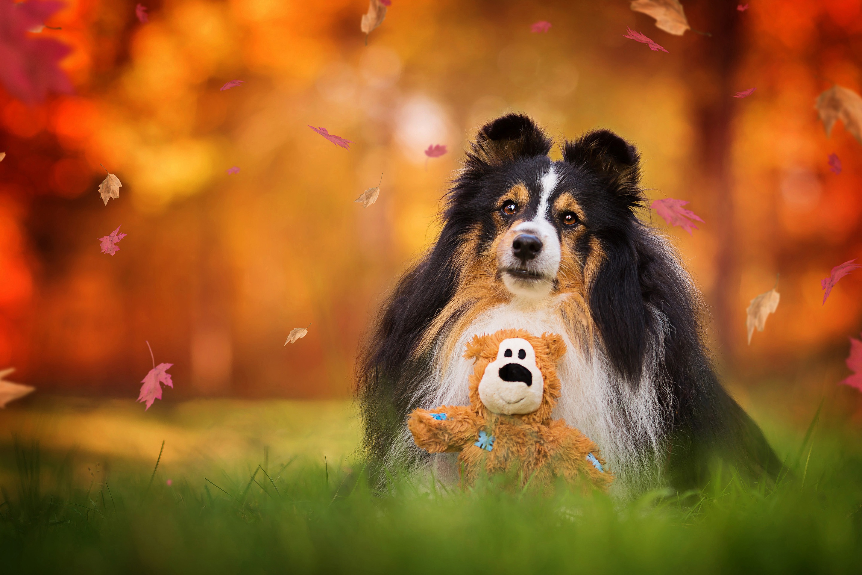 Download Stuffed Animal Depth Of Field Dog Fall Animal Shetland ...