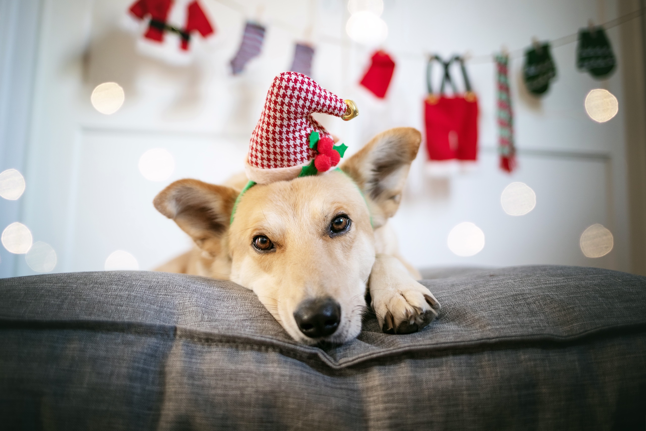 Download Stare Animal Dog HD Wallpaper