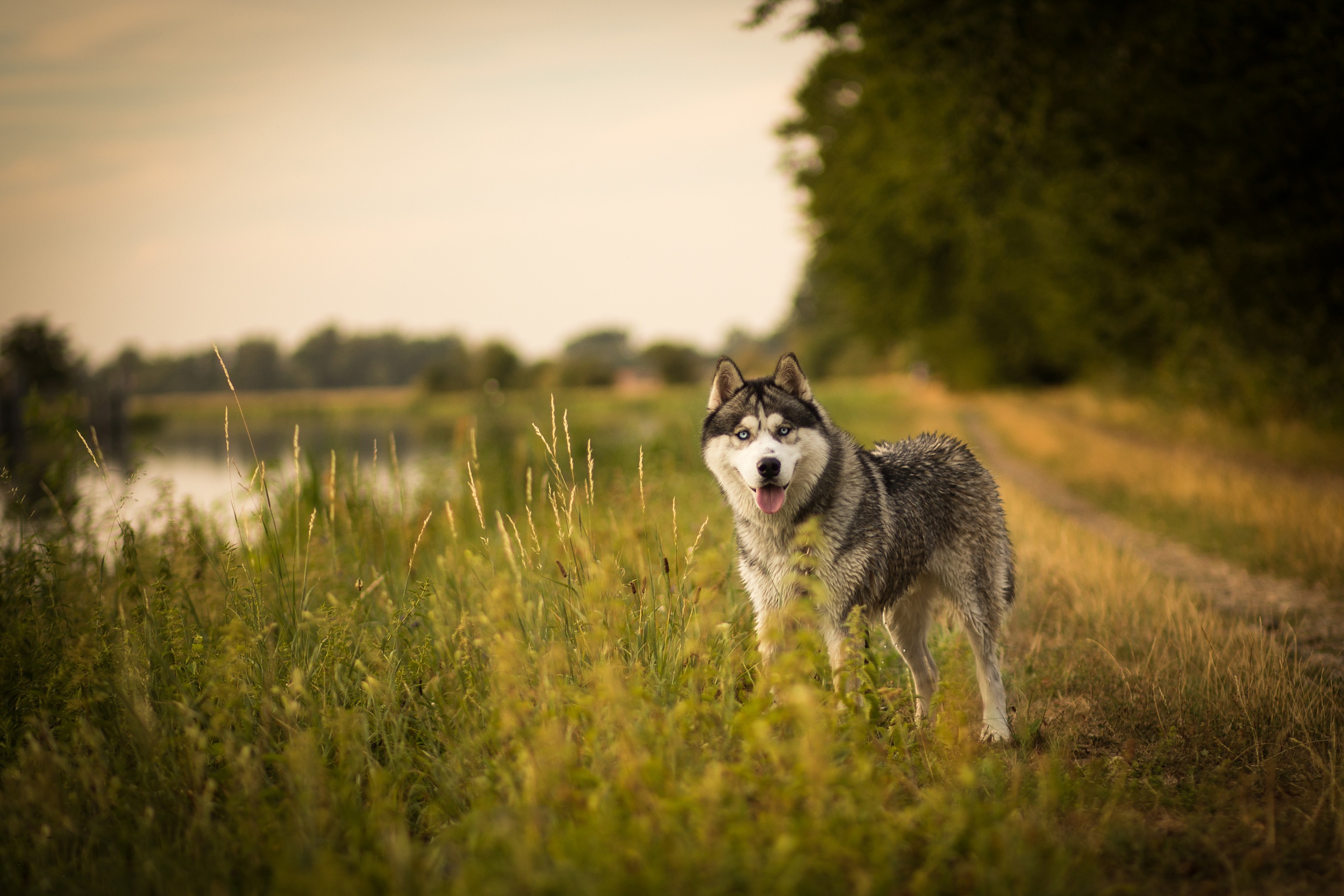 Download Depth Of Field Dog Animal Siberian Husky HD Wallpaper