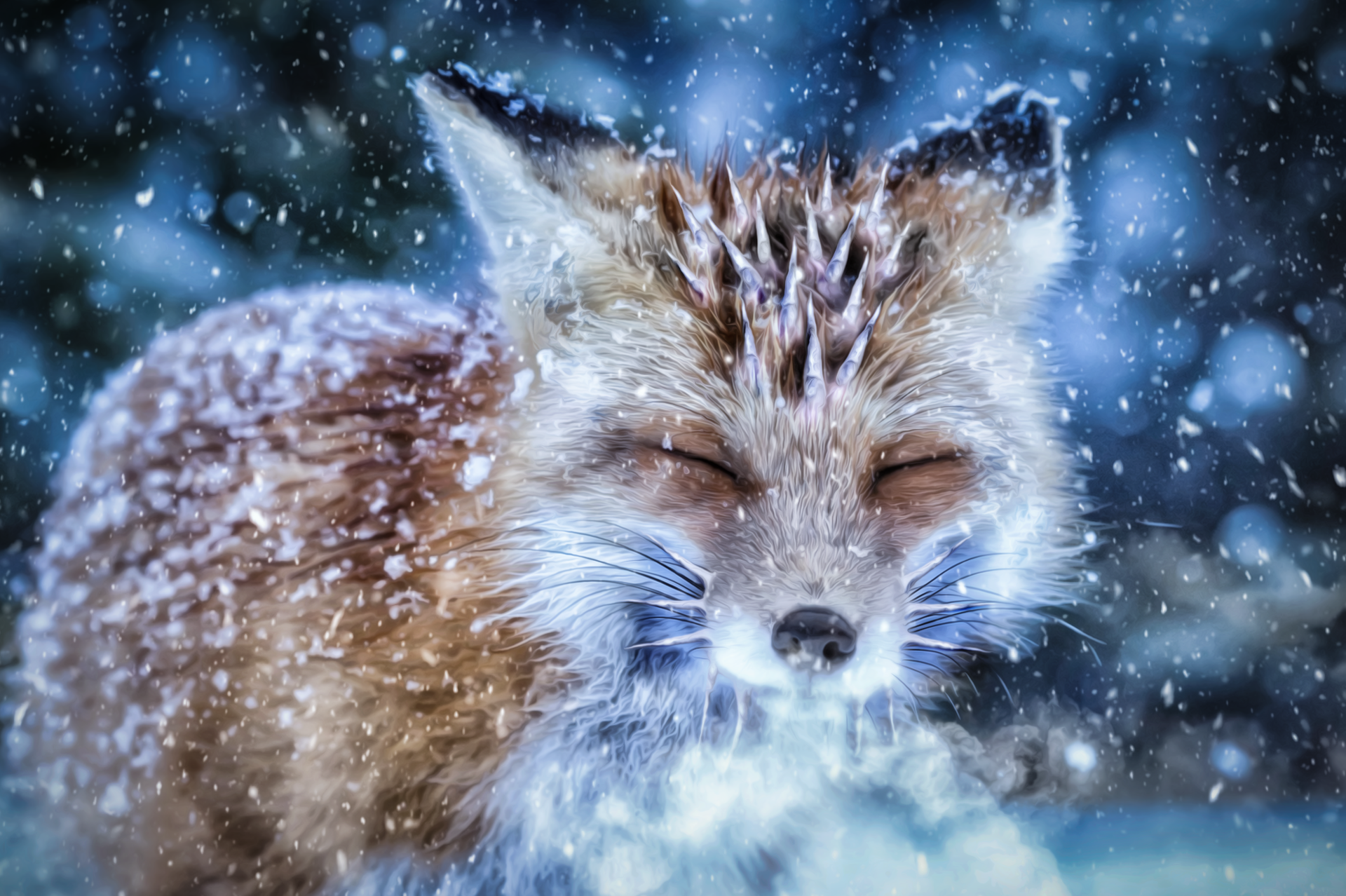 Download Snow Winter Animal Fox HD Wallpaper