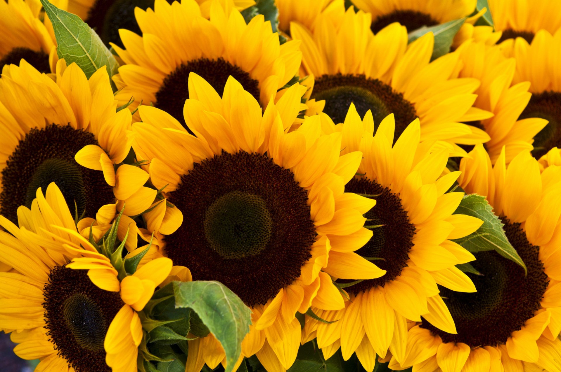 Download Flower Nature Sunflower HD Wallpaper | 1926x1280 | Wallpaper Abyss
