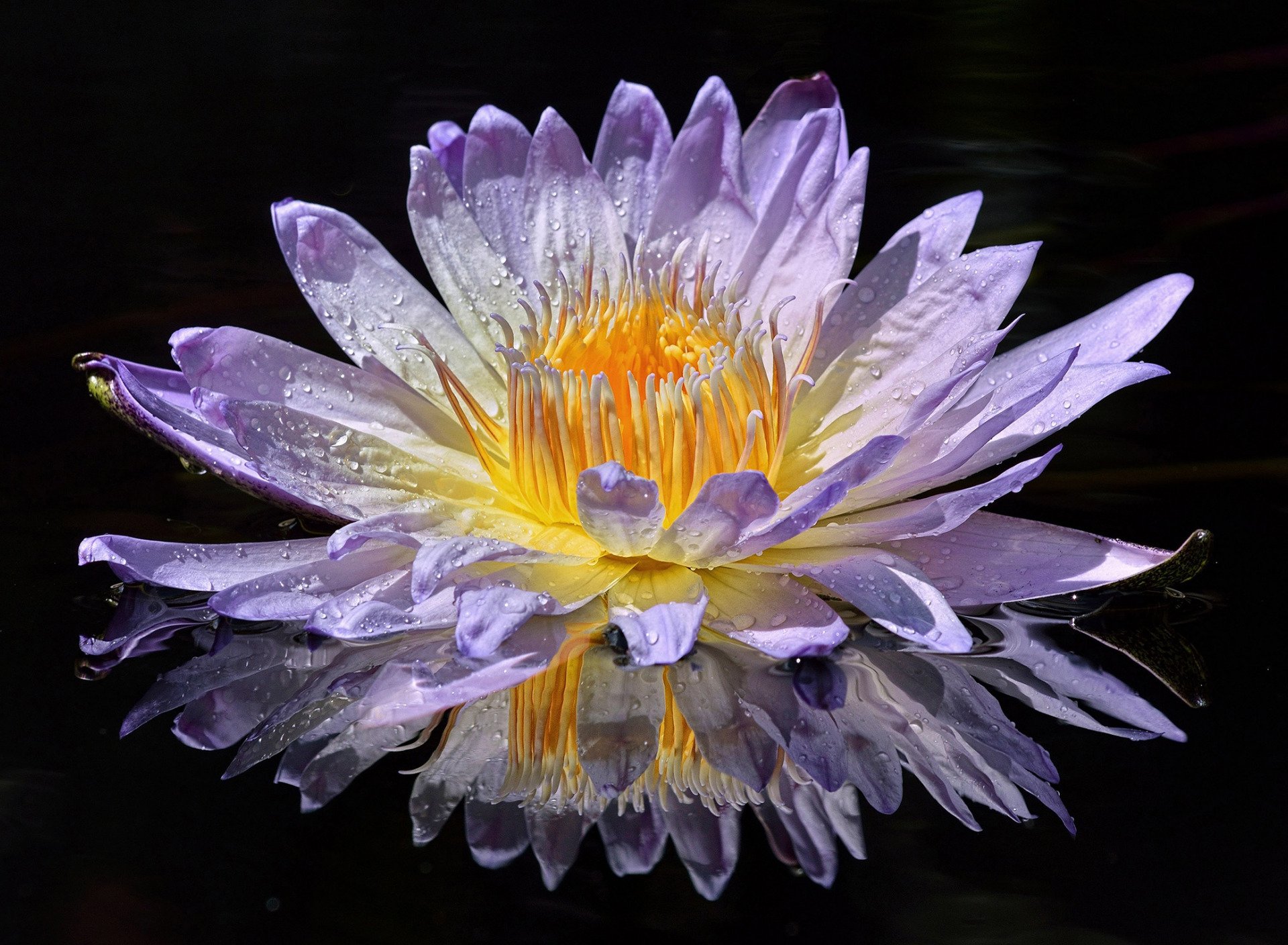 Download Reflection Purple Flower Nature Water Lily HD Wallpaper
