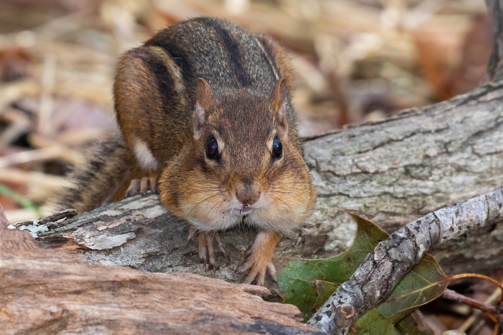 Download Rodent Animal Chipmunk HD Wallpaper
