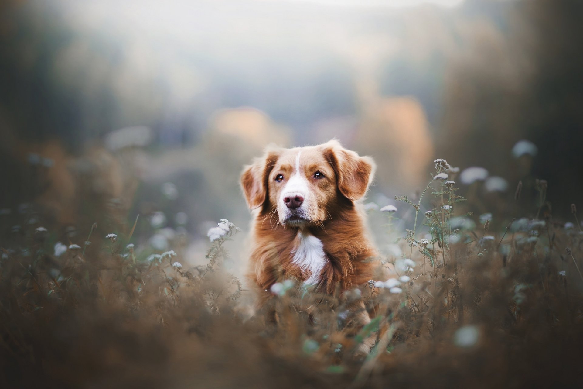 Download Depth Of Field Dog Animal Nova Scotia Duck Tolling Retriever ...