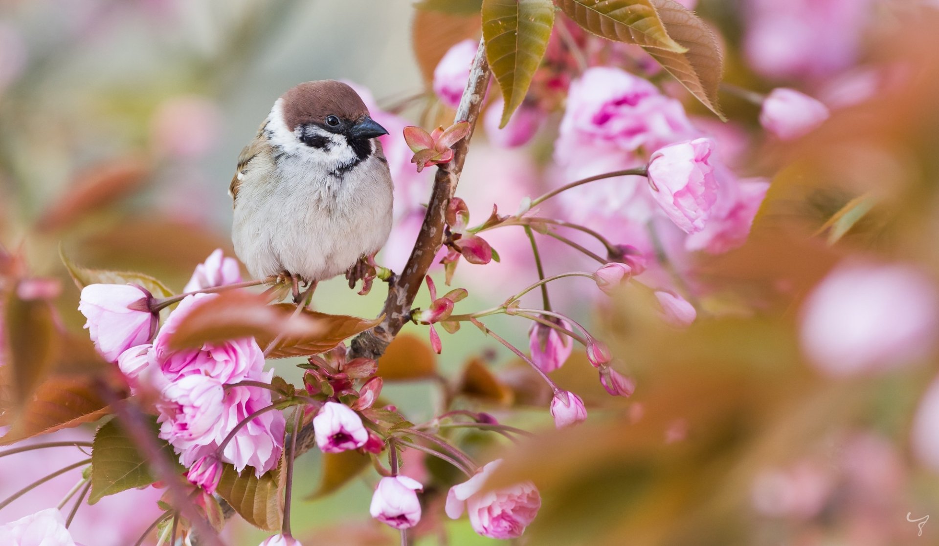 Download Blossom Bird Branch Nature Animal Sparrow HD Wallpaper