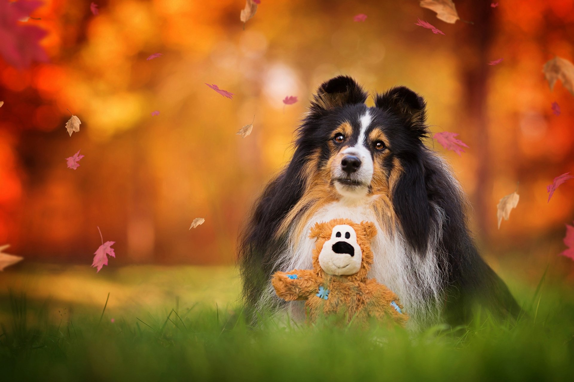 Download Stuffed Animal Depth Of Field Dog Fall Animal Shetland ...
