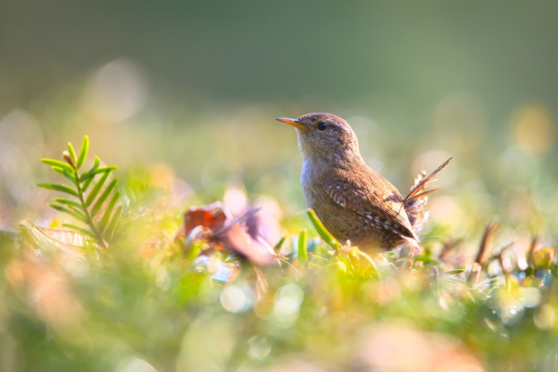 Download Bokeh Bird Animal Wren HD Wallpaper