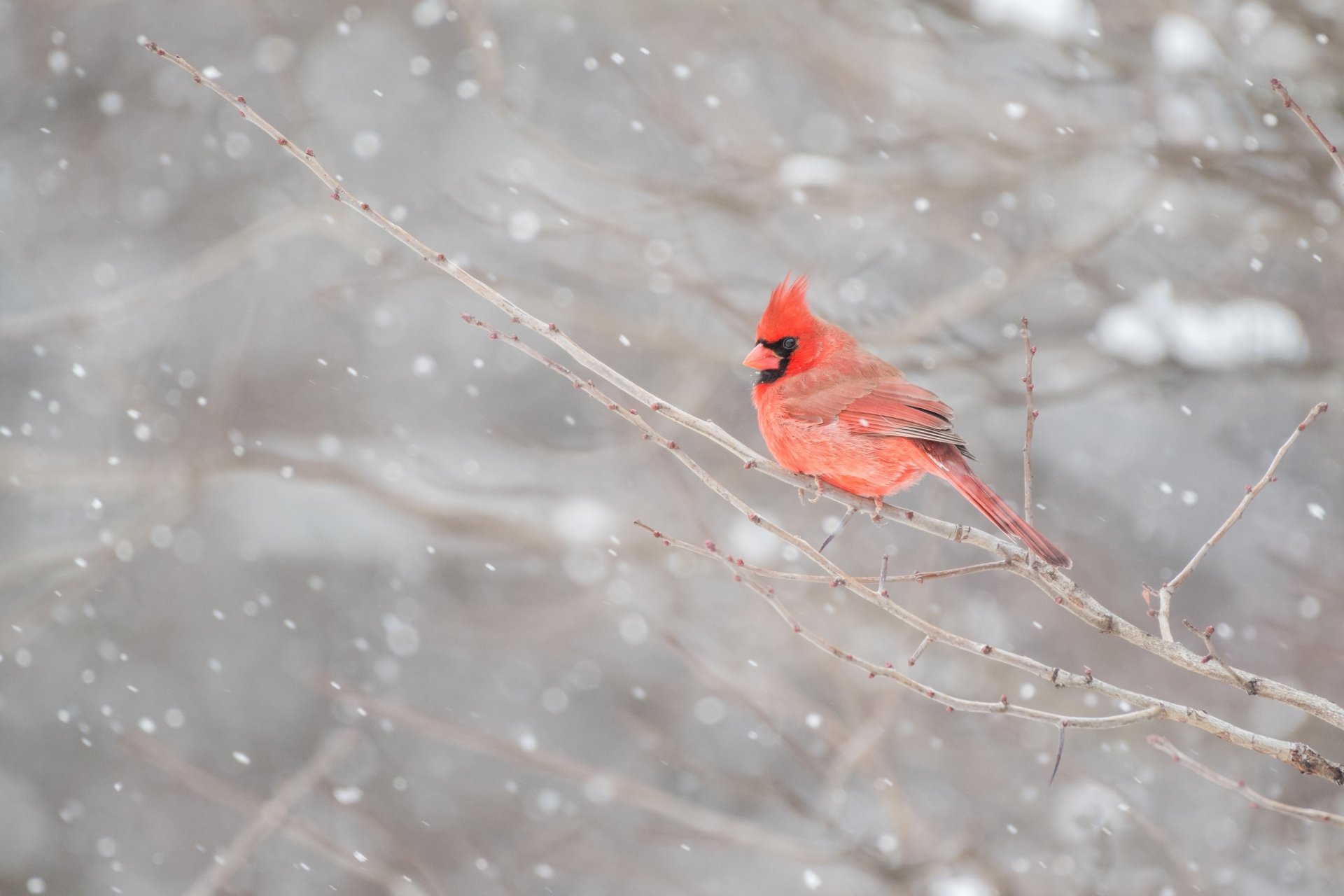 Animal Cardinal HD Wallpaper