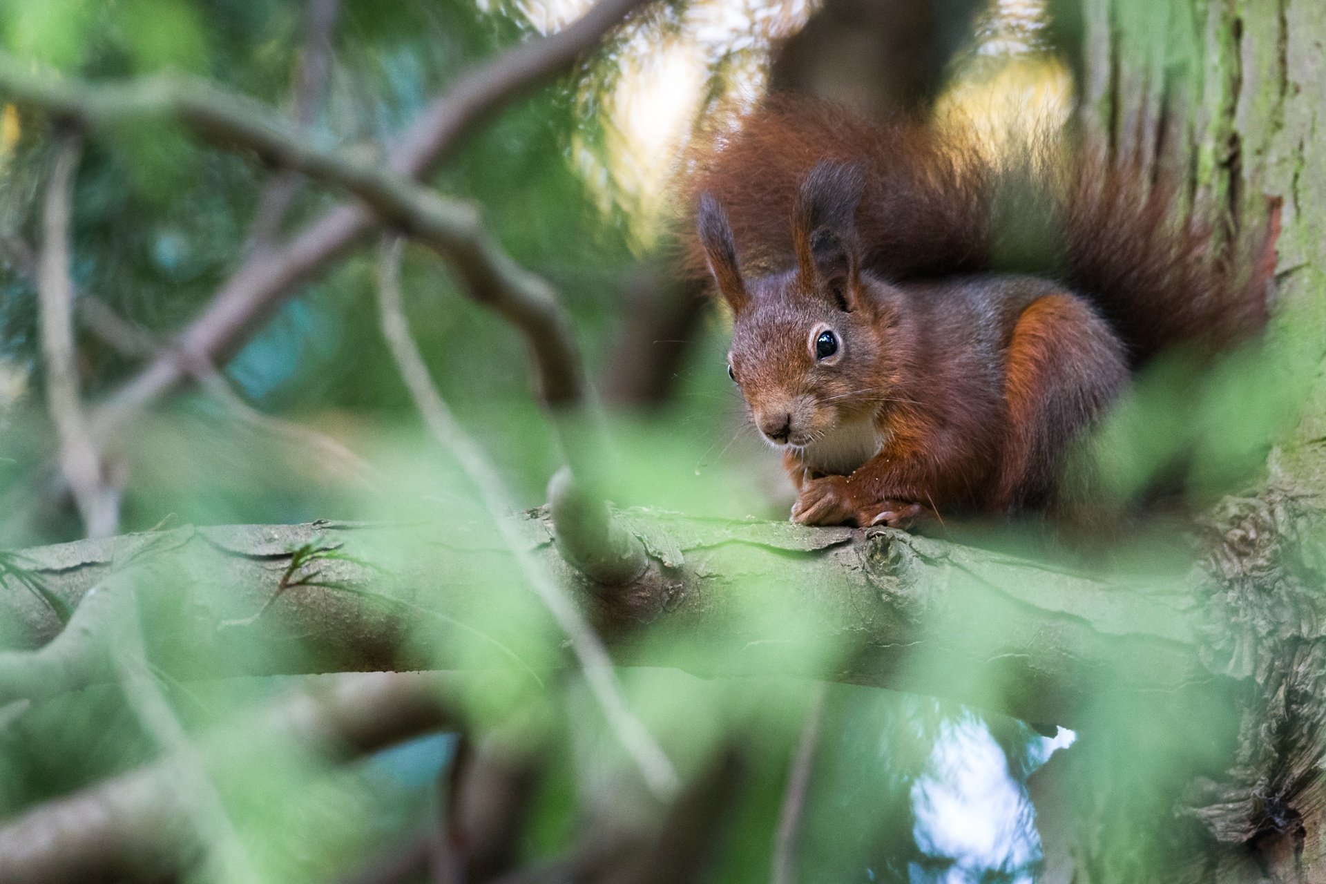 Download Rodent Animal Squirrel HD Wallpaper