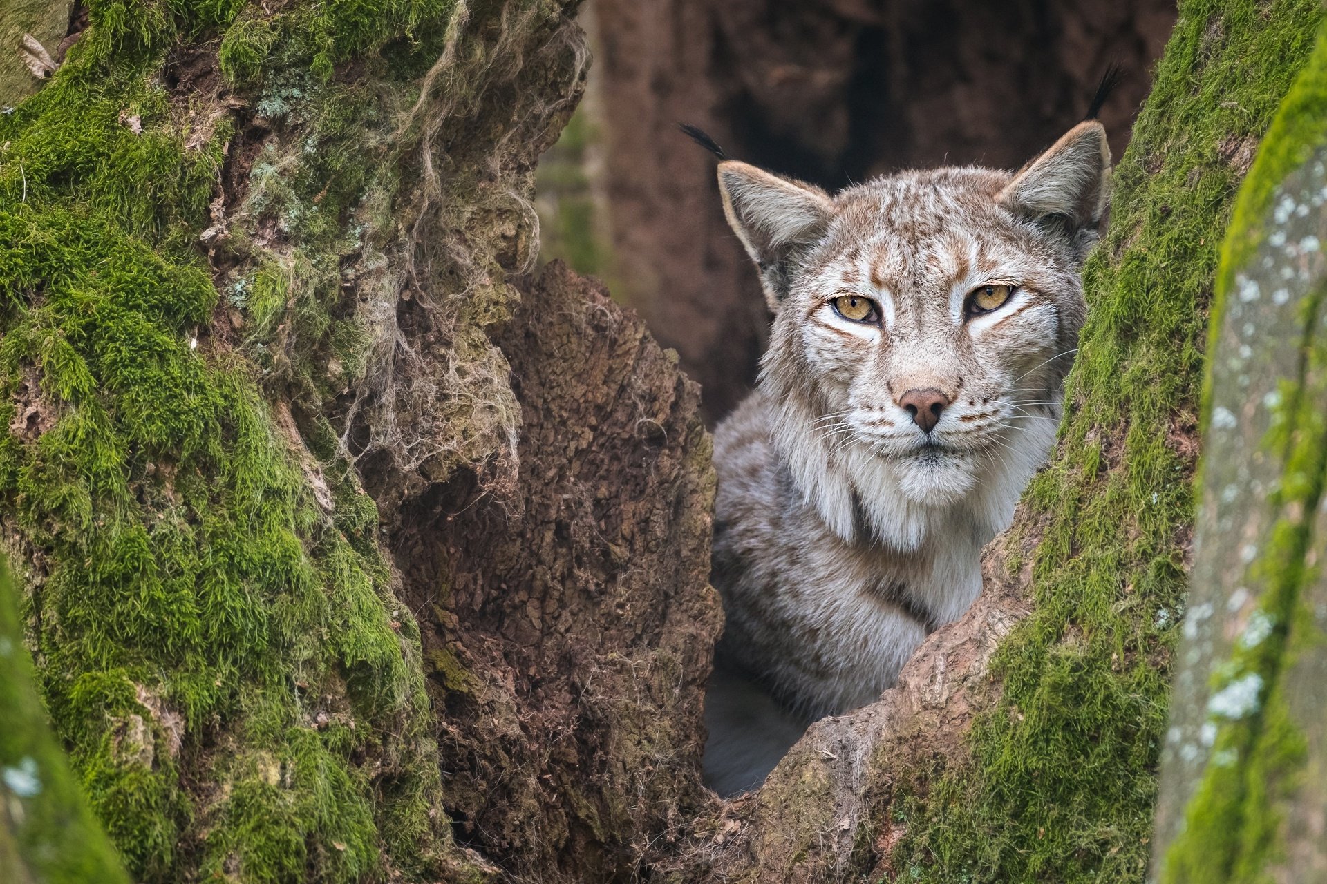 Animal Lynx HD Wallpaper