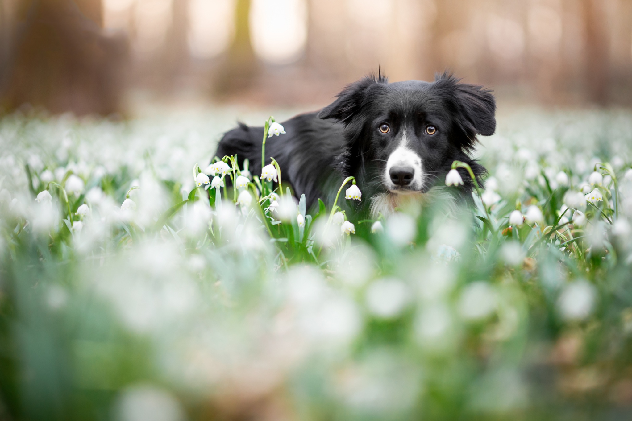 Download White Flower Snowdrop Dog Animal Border Collie HD Wallpaper