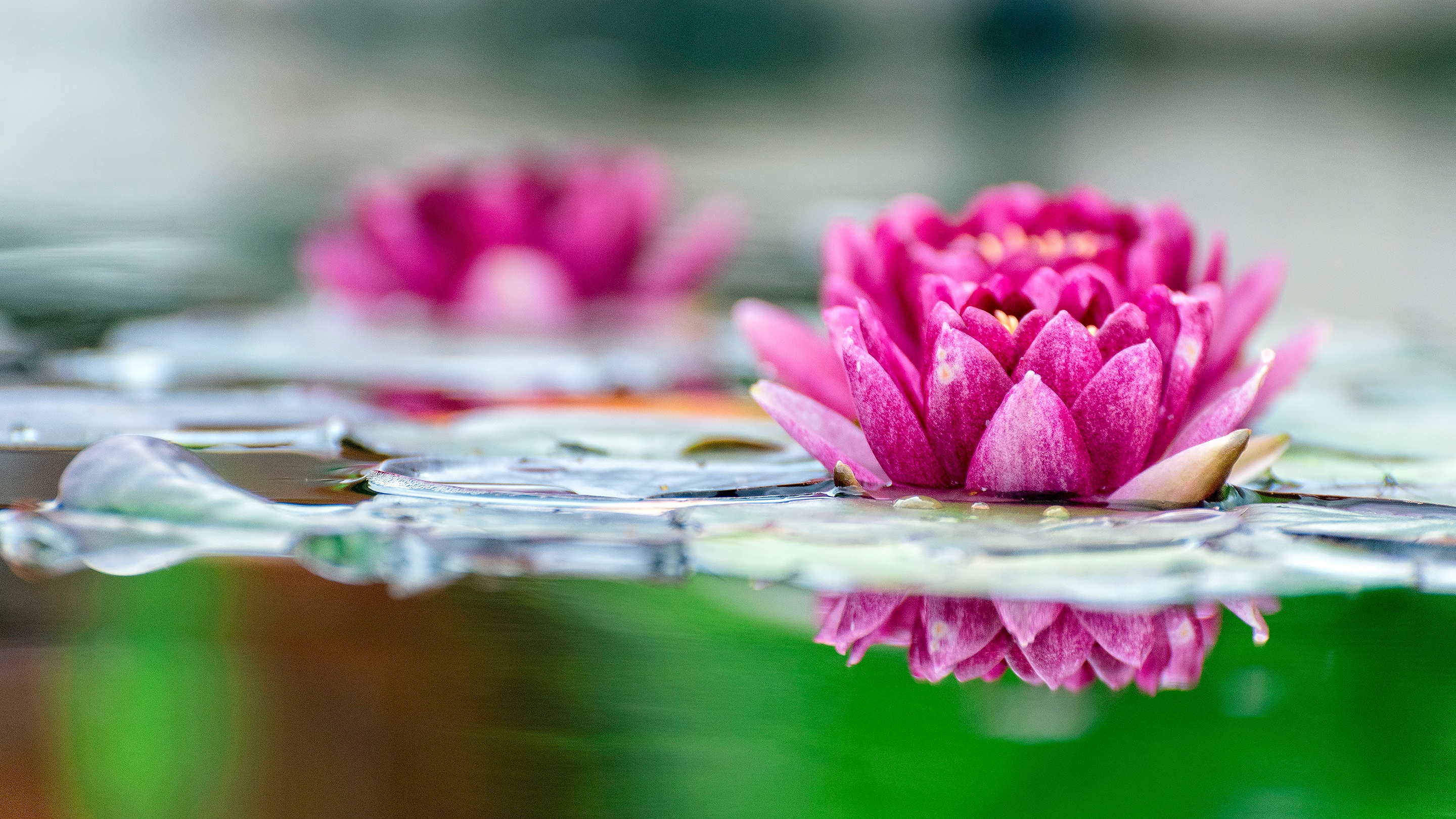 Download Pink Flower Flower Nature Lotus HD Wallpaper