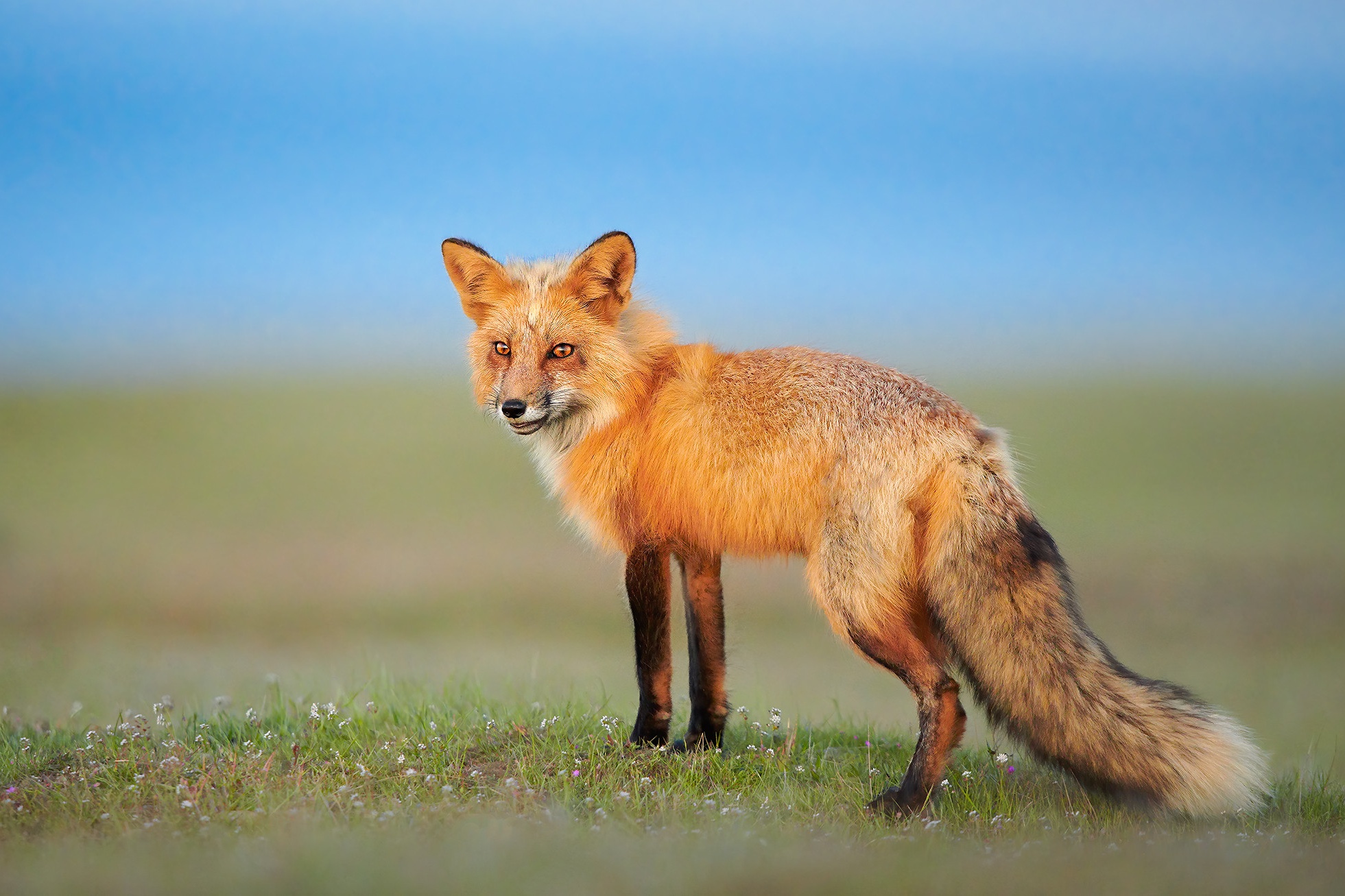 Download Animal Fox HD Wallpaper