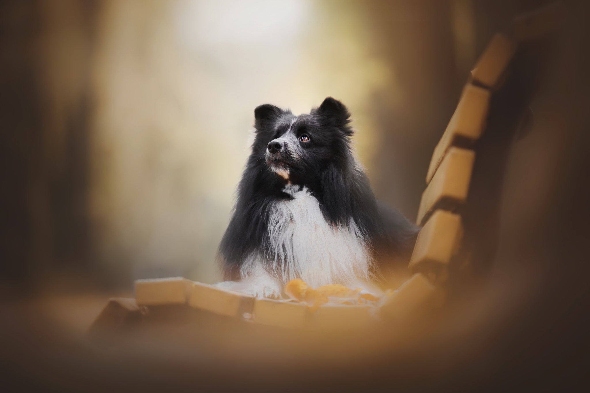 Old English Sheepdog Wallpaper And Screensavers