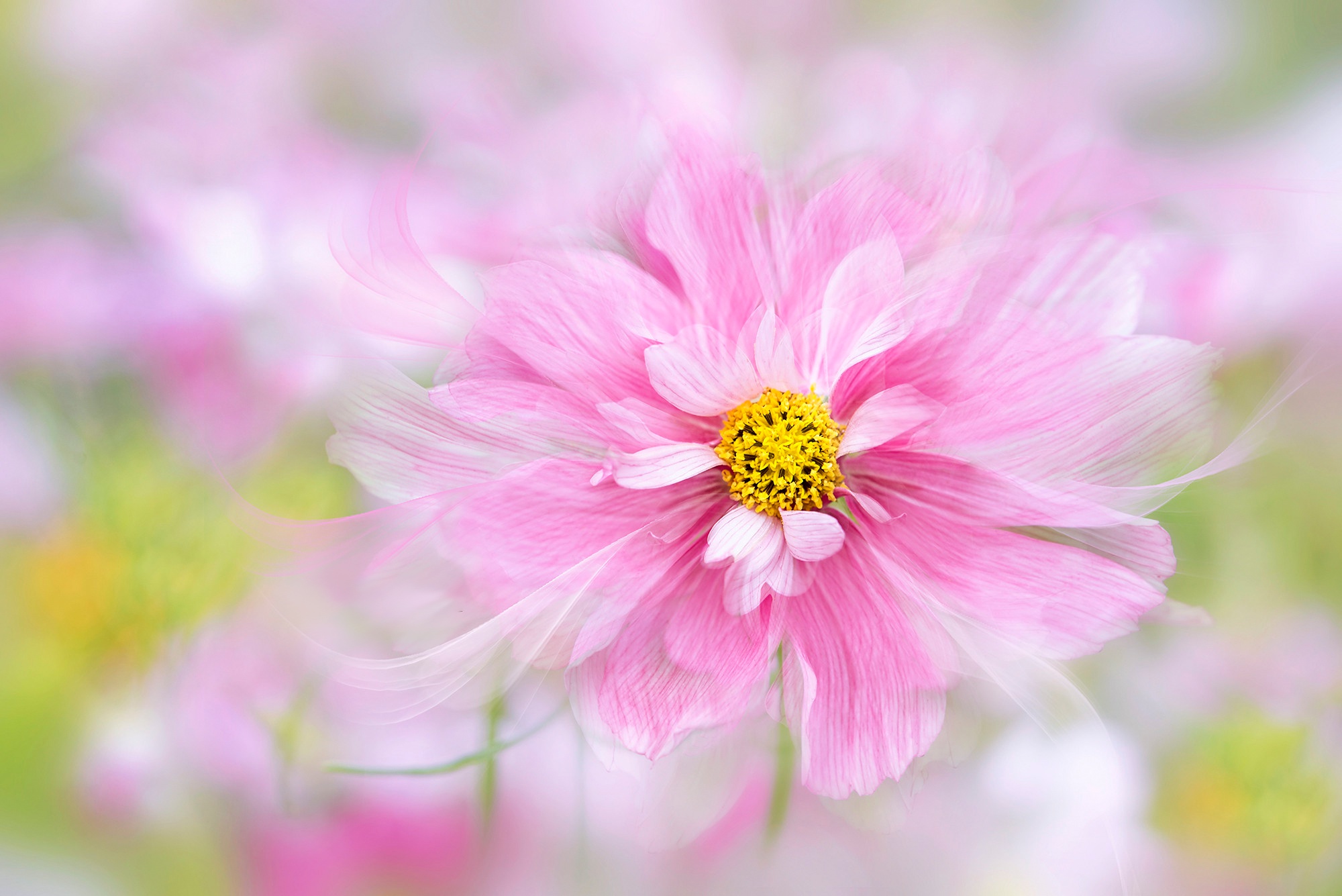 Download Pink Flower Macro Nature Flower HD Wallpaper