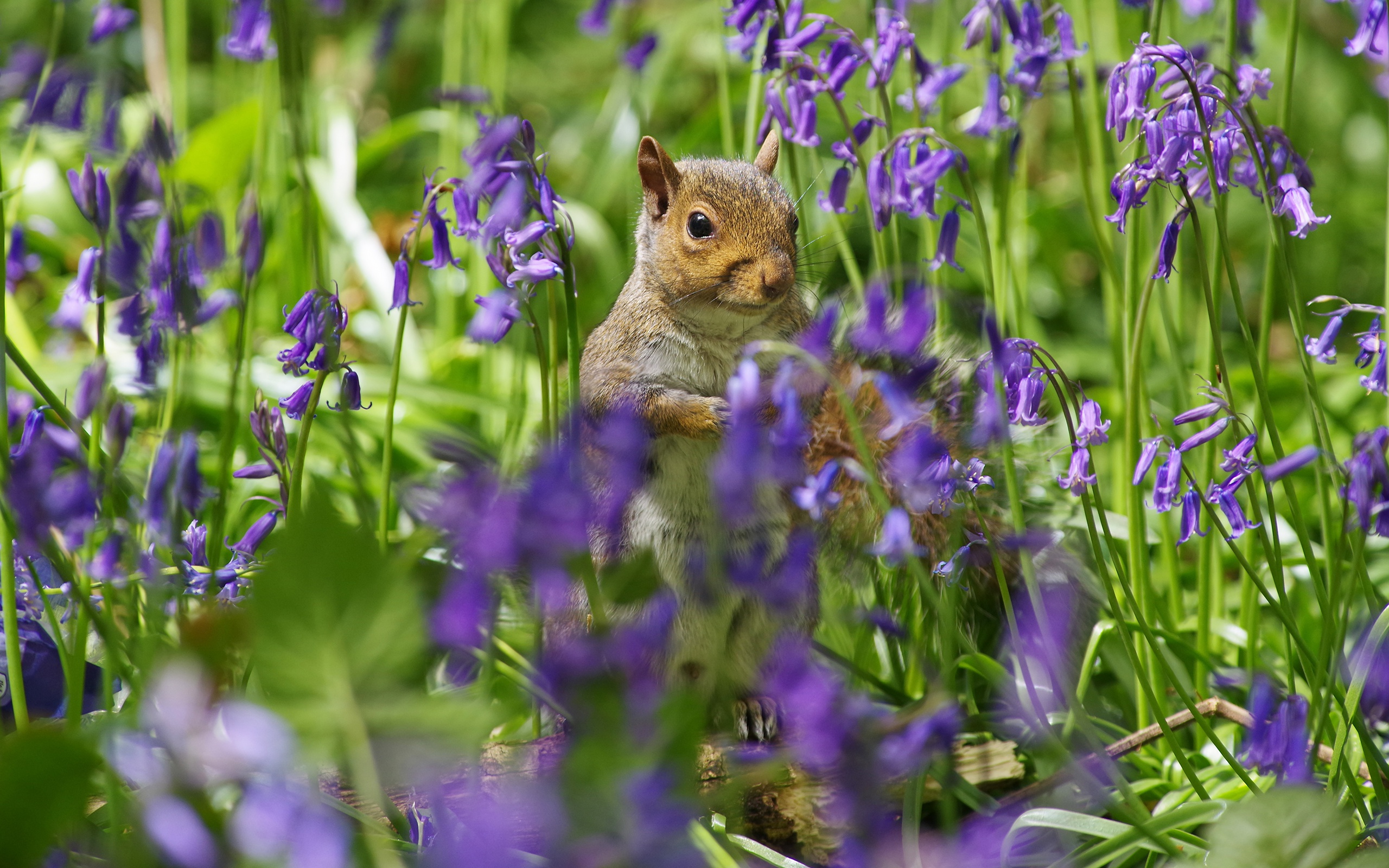 Download Purple Flower Flower Rodent Animal Squirrel HD Wallpaper
