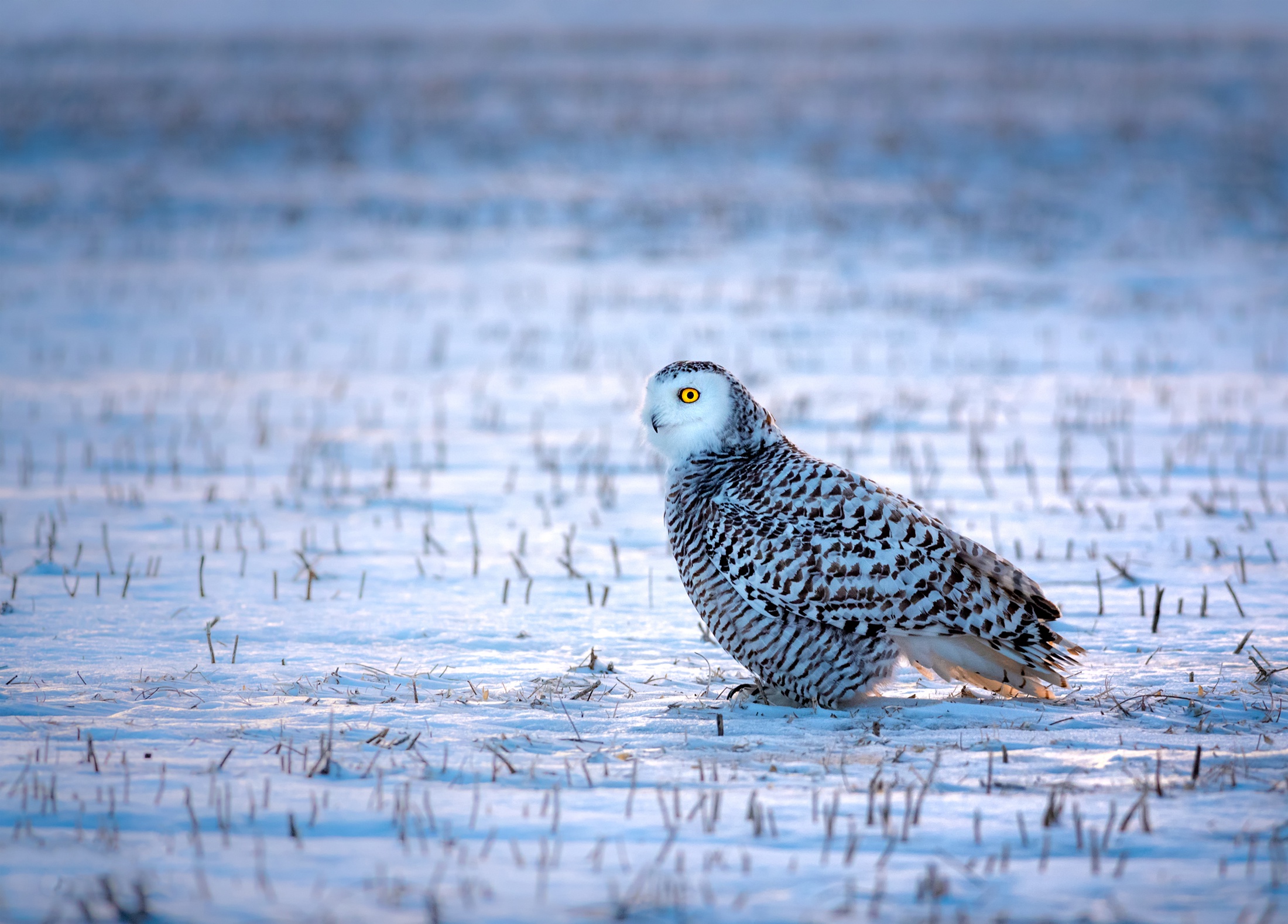 Animal Snowy Owl HD Wallpaper