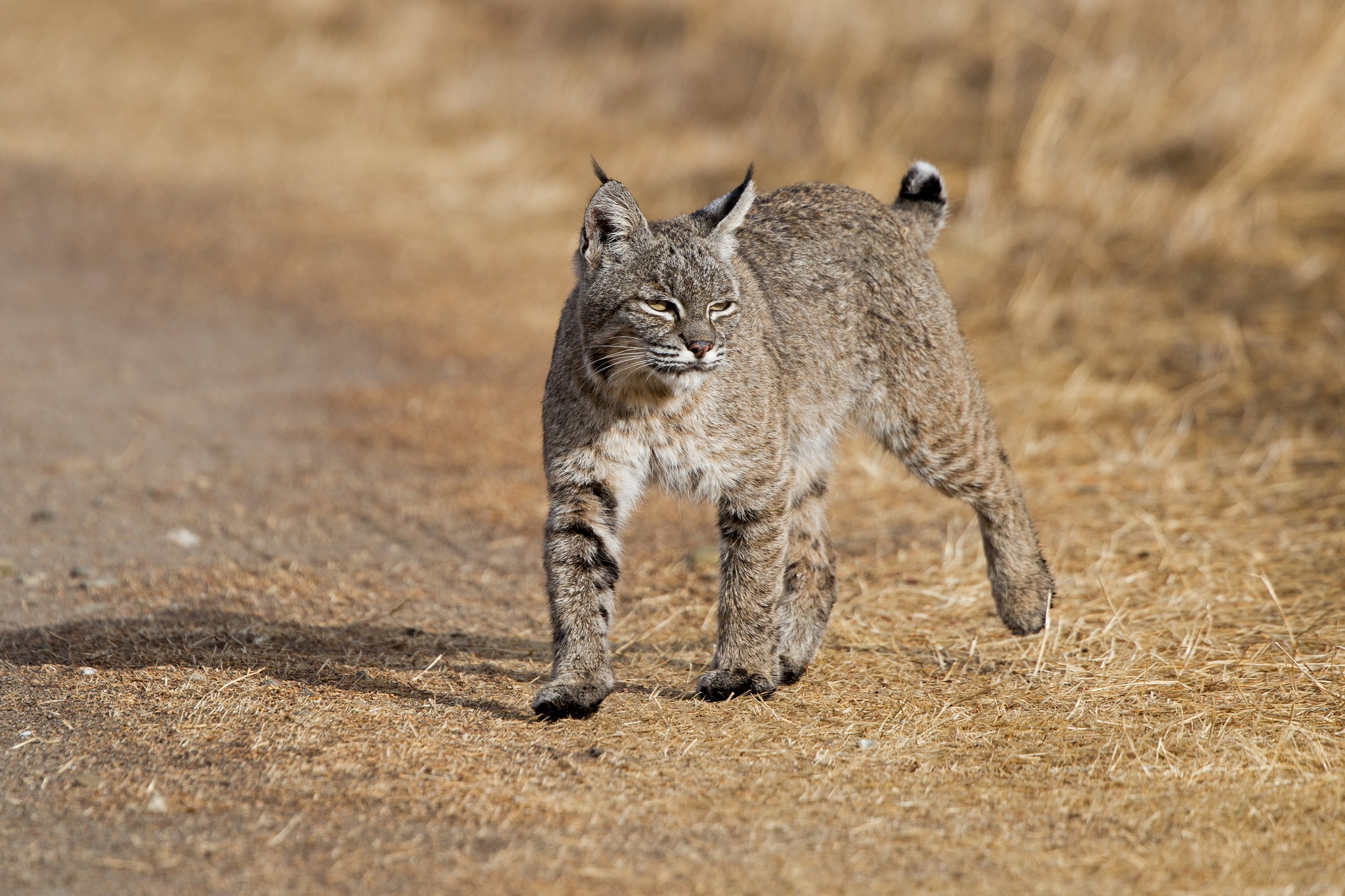 Download Animal Lynx HD Wallpaper