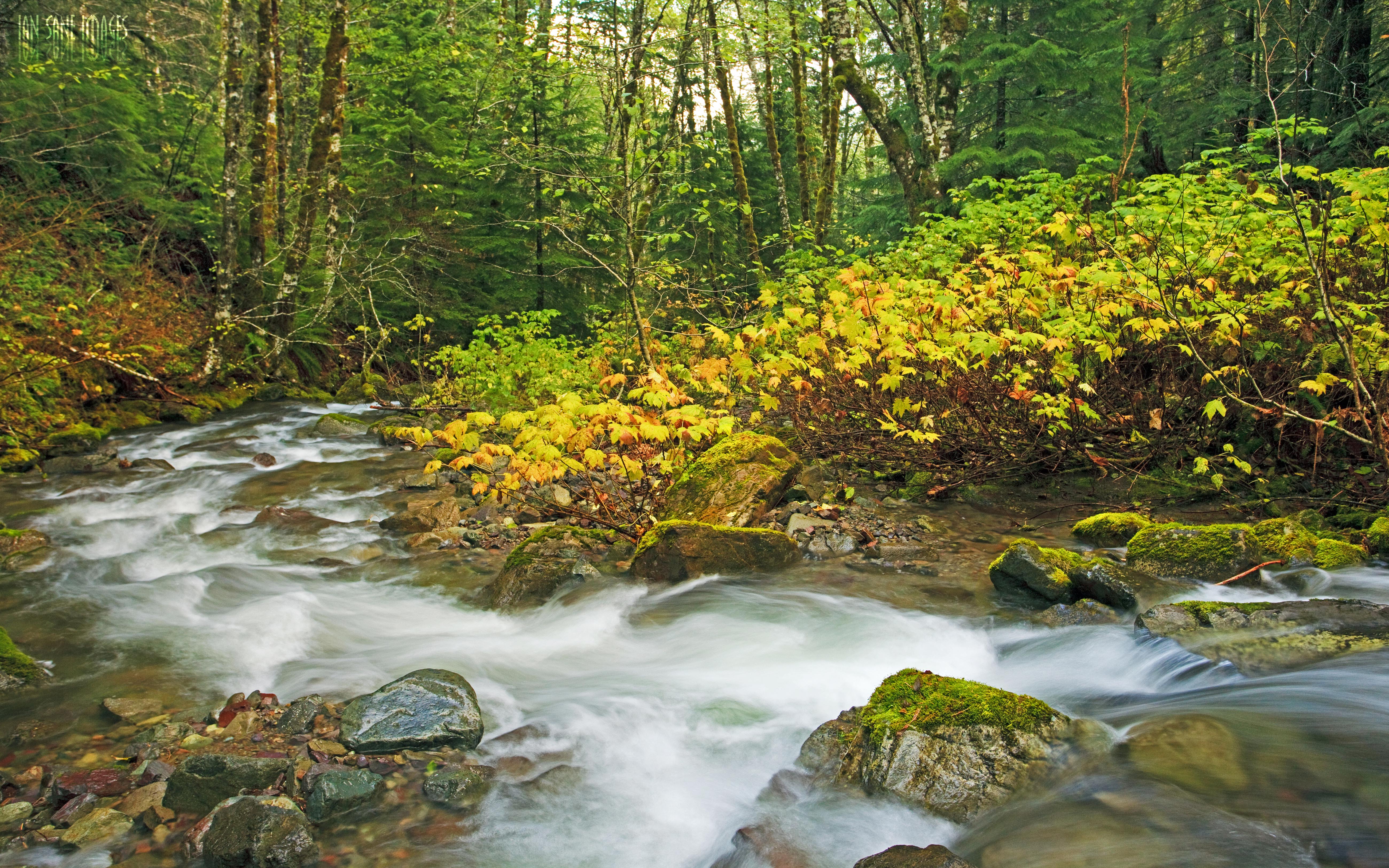 Download Fall Forest Nature Stream 4k Ultra HD Wallpaper
