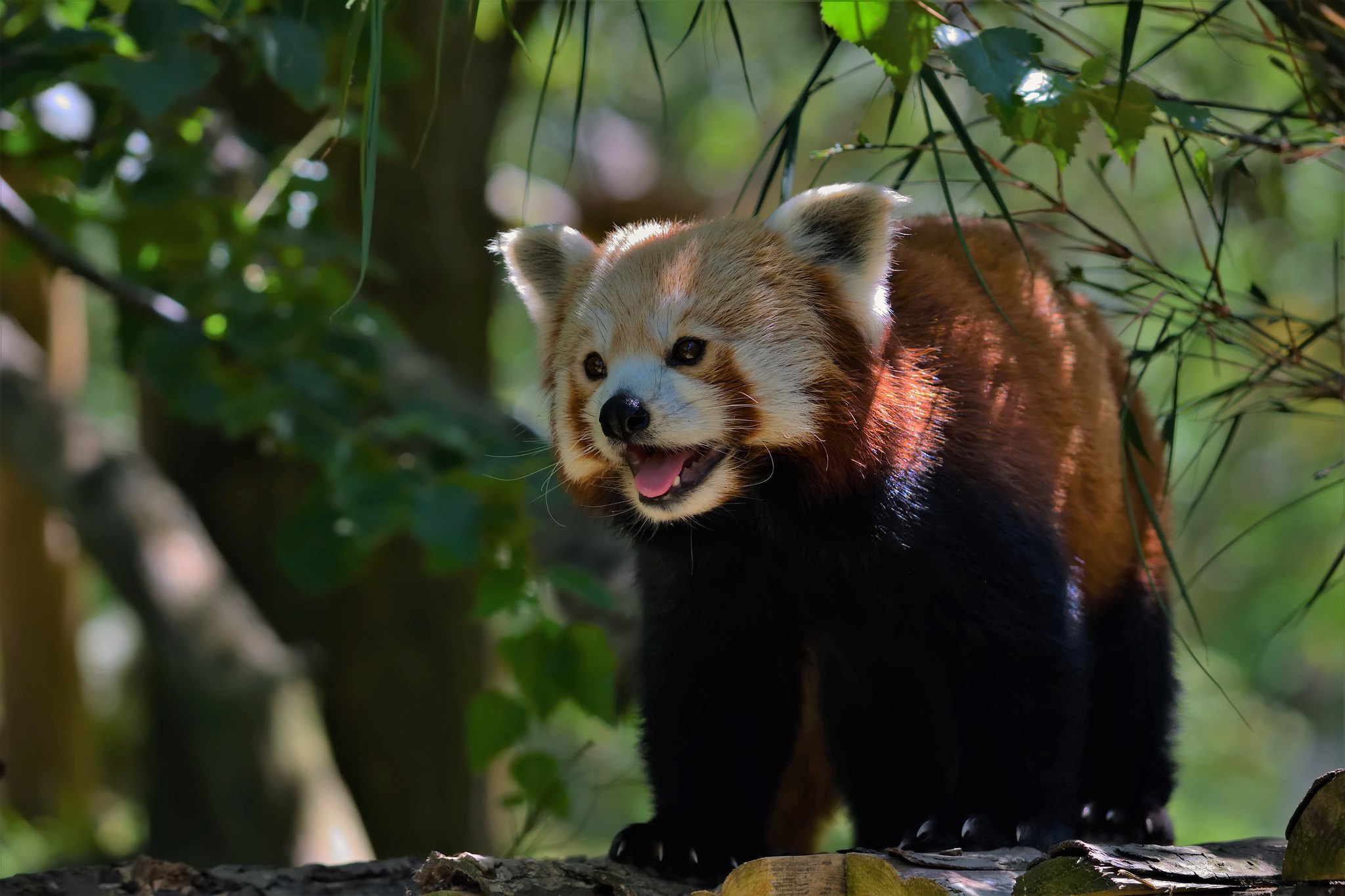 Download Animal Red Panda HD Wallpaper