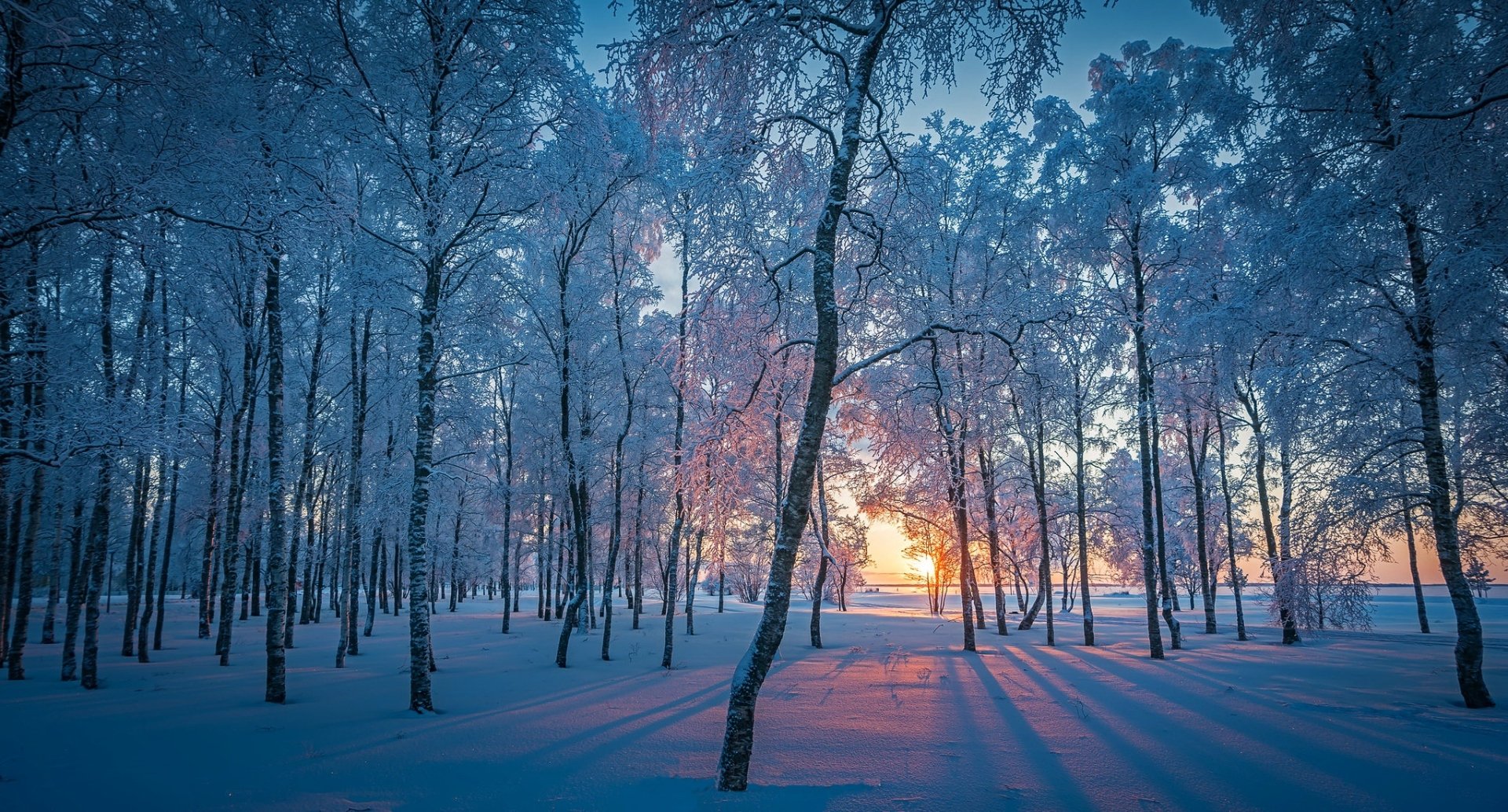 Winter Sunrise: Serene Snowy Forest in HD Nature Wallpaper | 2047x1102 ...