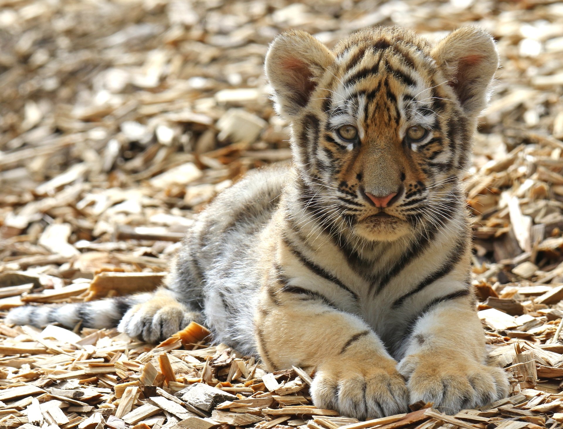 Download Cub Baby Animal Animal Tiger 4k Ultra HD Wallpaper | 4277x3257 ...