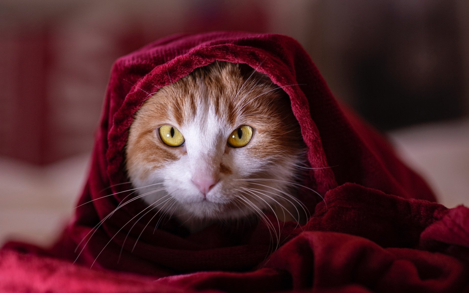 Download Stare Animal Cat 4k Ultra HD Wallpaper | 3840x2400 | Wallpaper ...