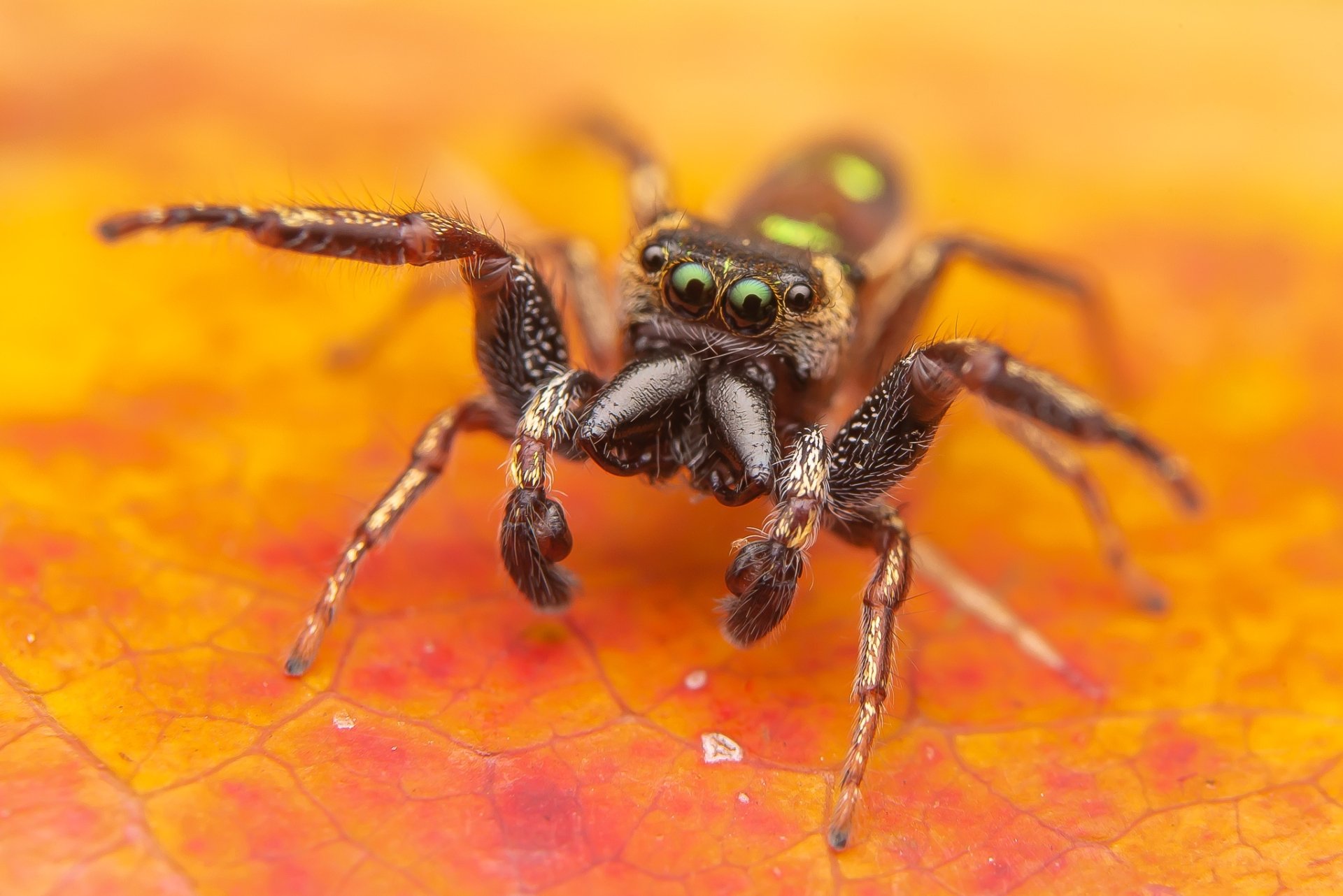 Download Macro Spider Animal HD Wallpaper