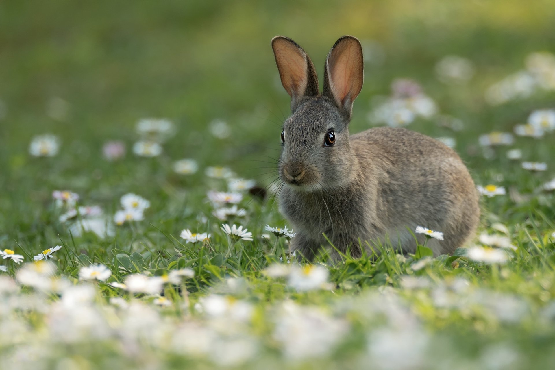 Download Animal Rabbit HD Wallpaper