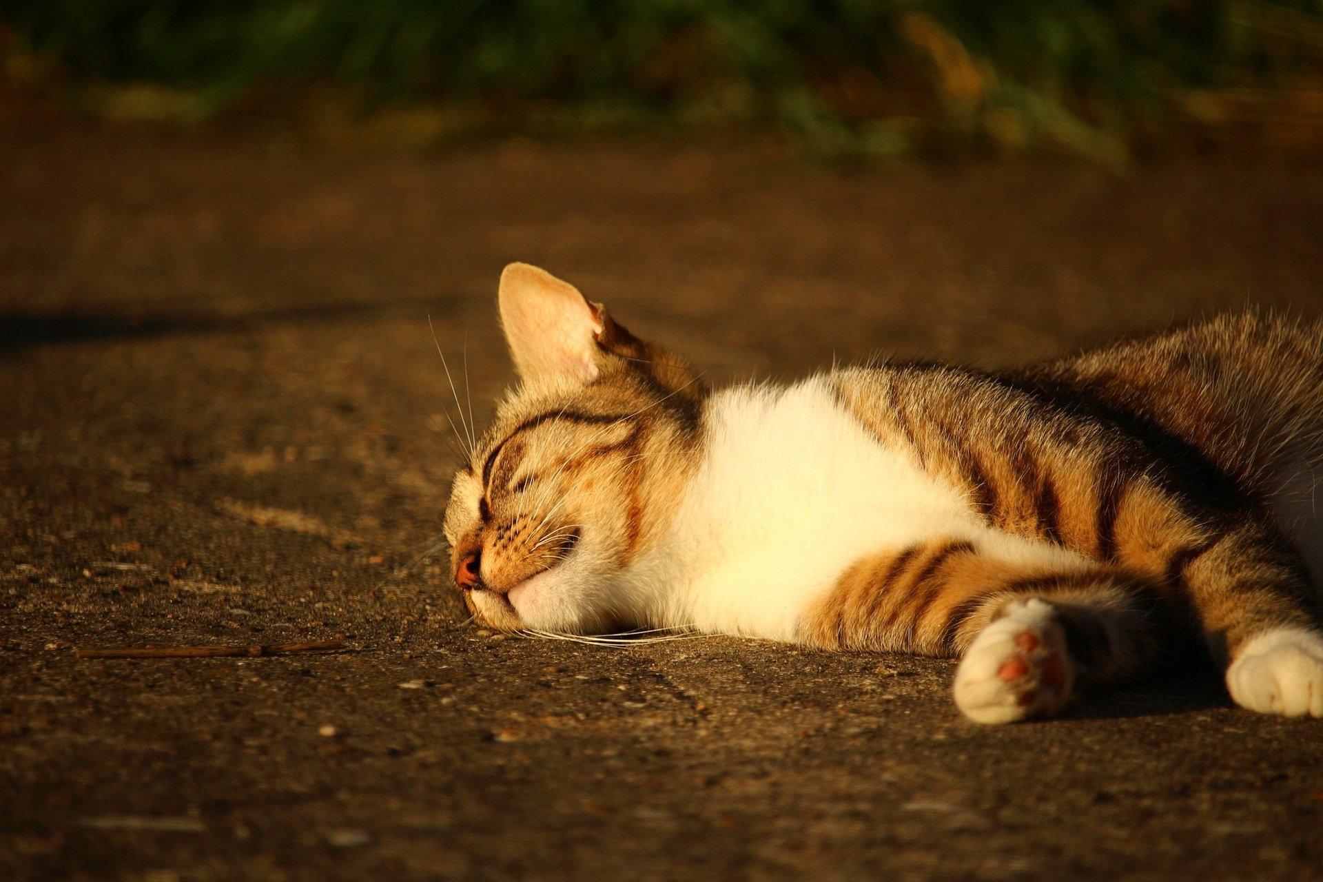 Download Sleeping Animal Cat HD Wallpaper