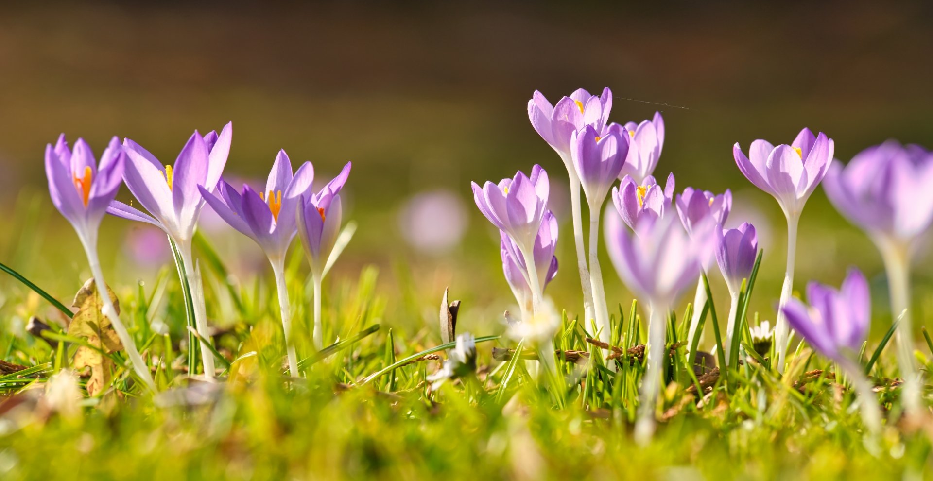 Download Close-up Purple Flower Spring Flower Nature Crocus 4k Ultra HD ...