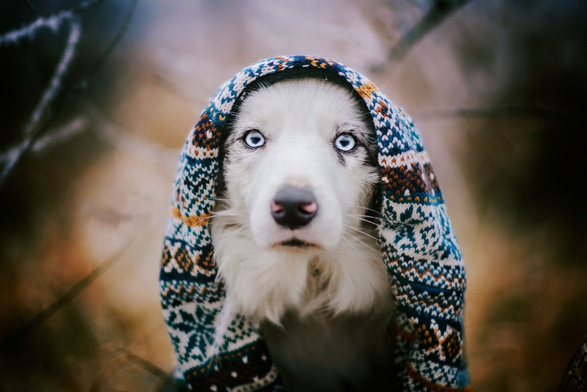 Download Stare Animal Dog HD Wallpaper