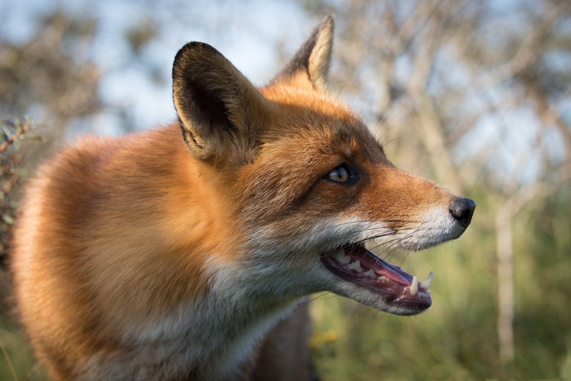 Animal Fox HD Wallpaper