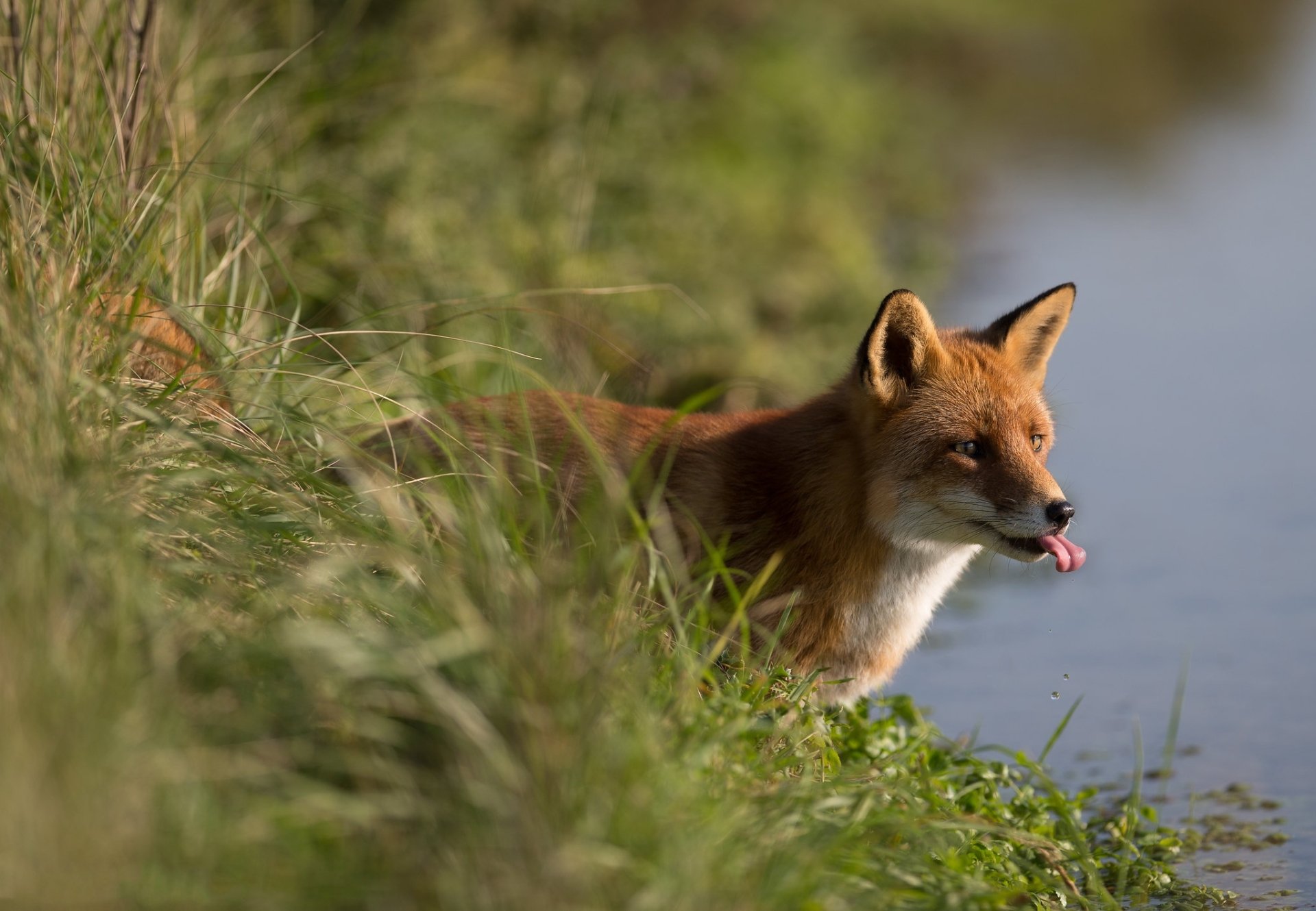Download Animal Fox HD Wallpaper | 2048x1419 | Wallpaper Abyss