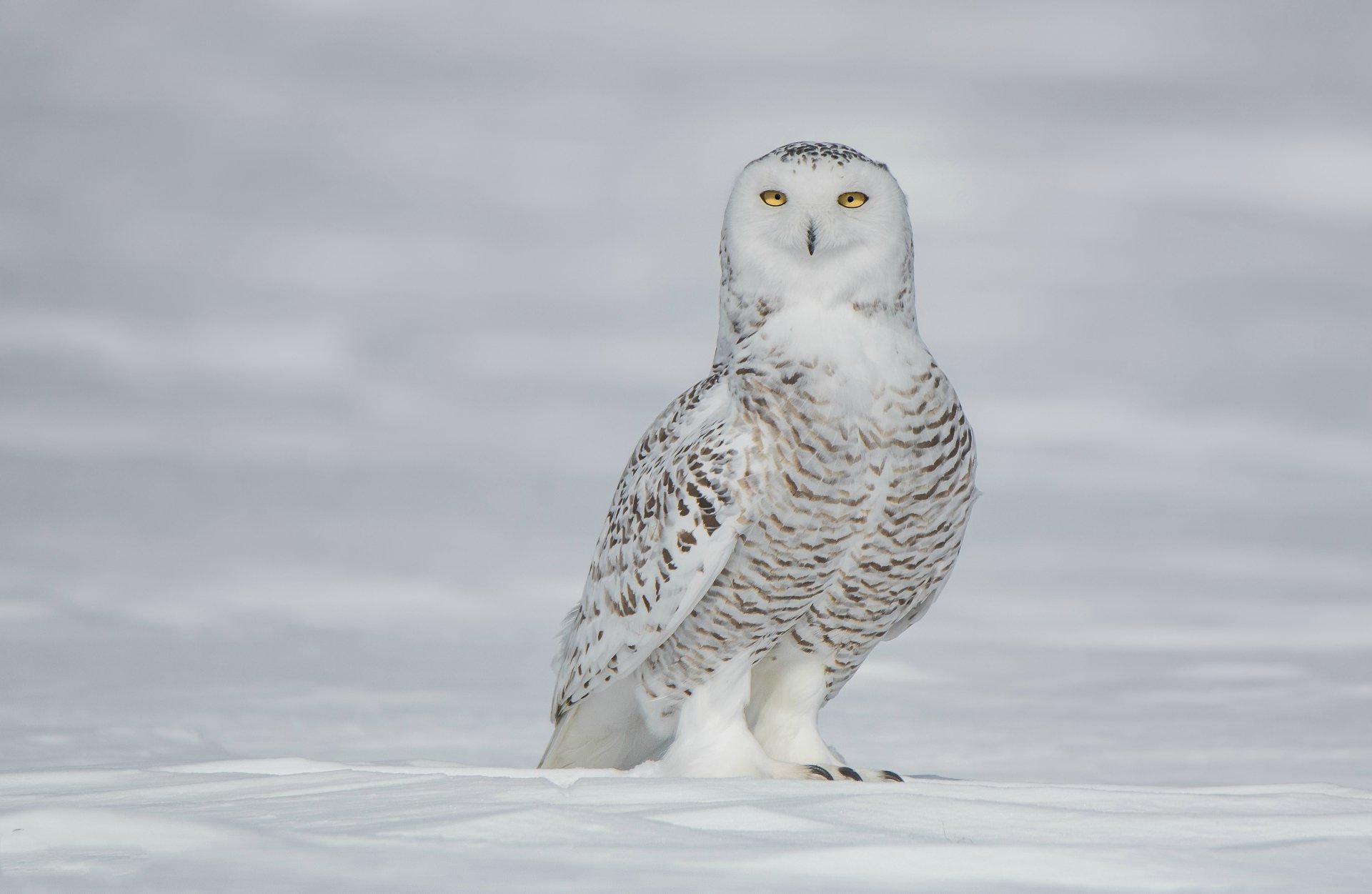 Download Bird Owl Snow Winter Animal Snowy Owl 4k Ultra HD Wallpaper