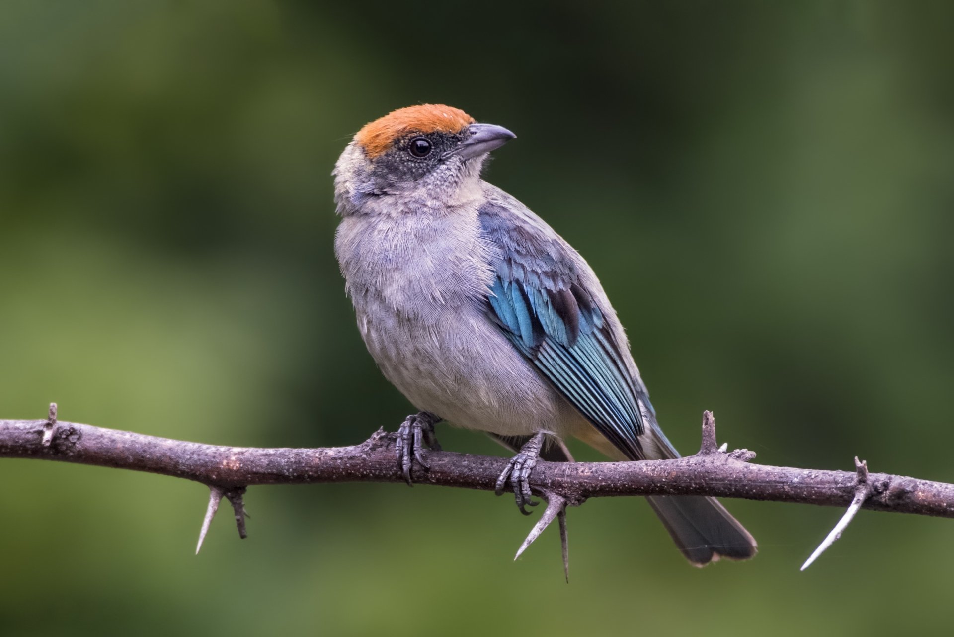 Animal Tanager HD Wallpaper