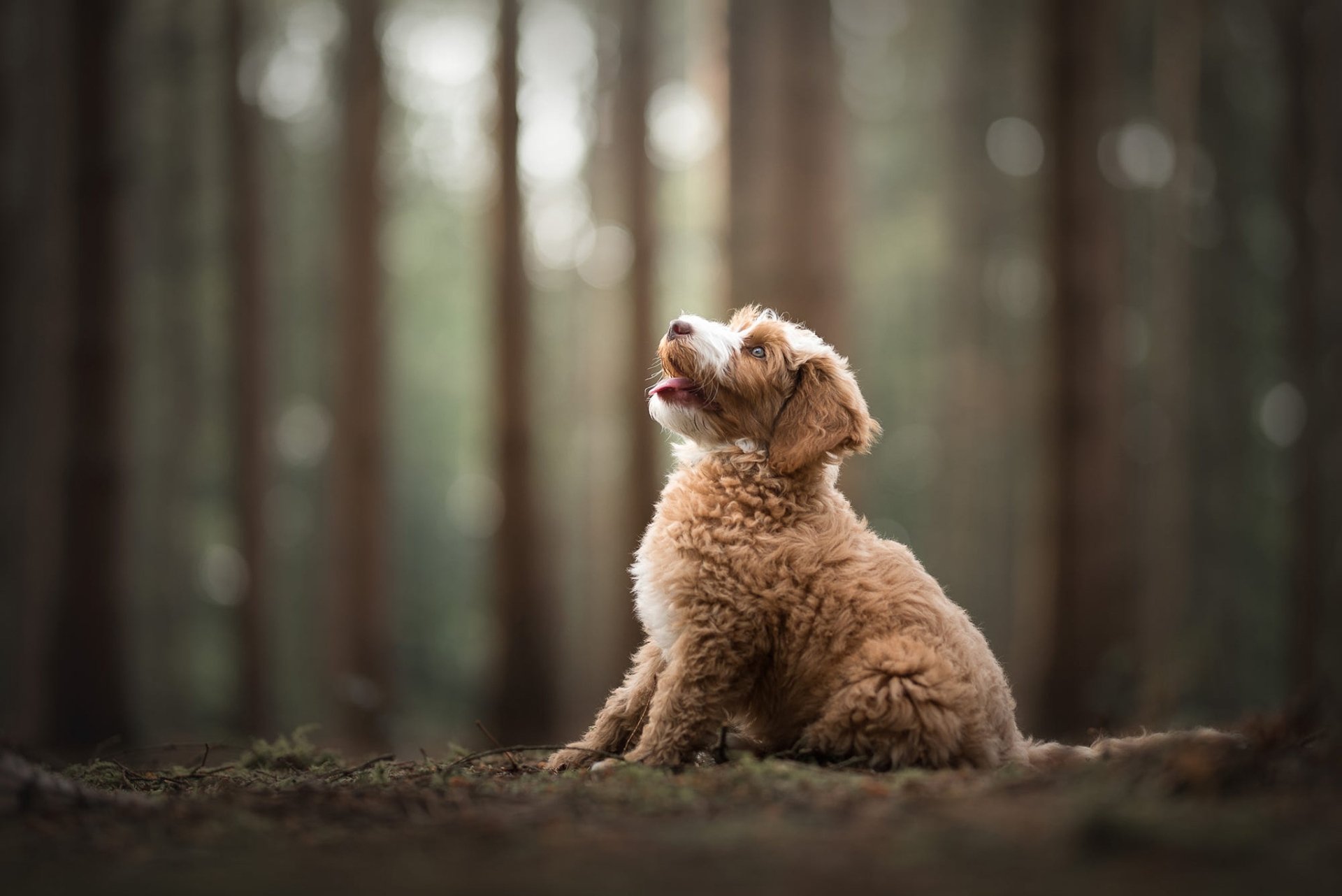 Download Baby Animal Depth Of Field Dog Animal Puppy HD Wallpaper