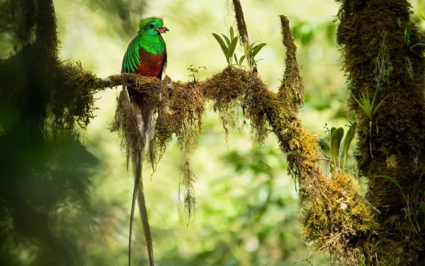 Quetzal Wallpapers